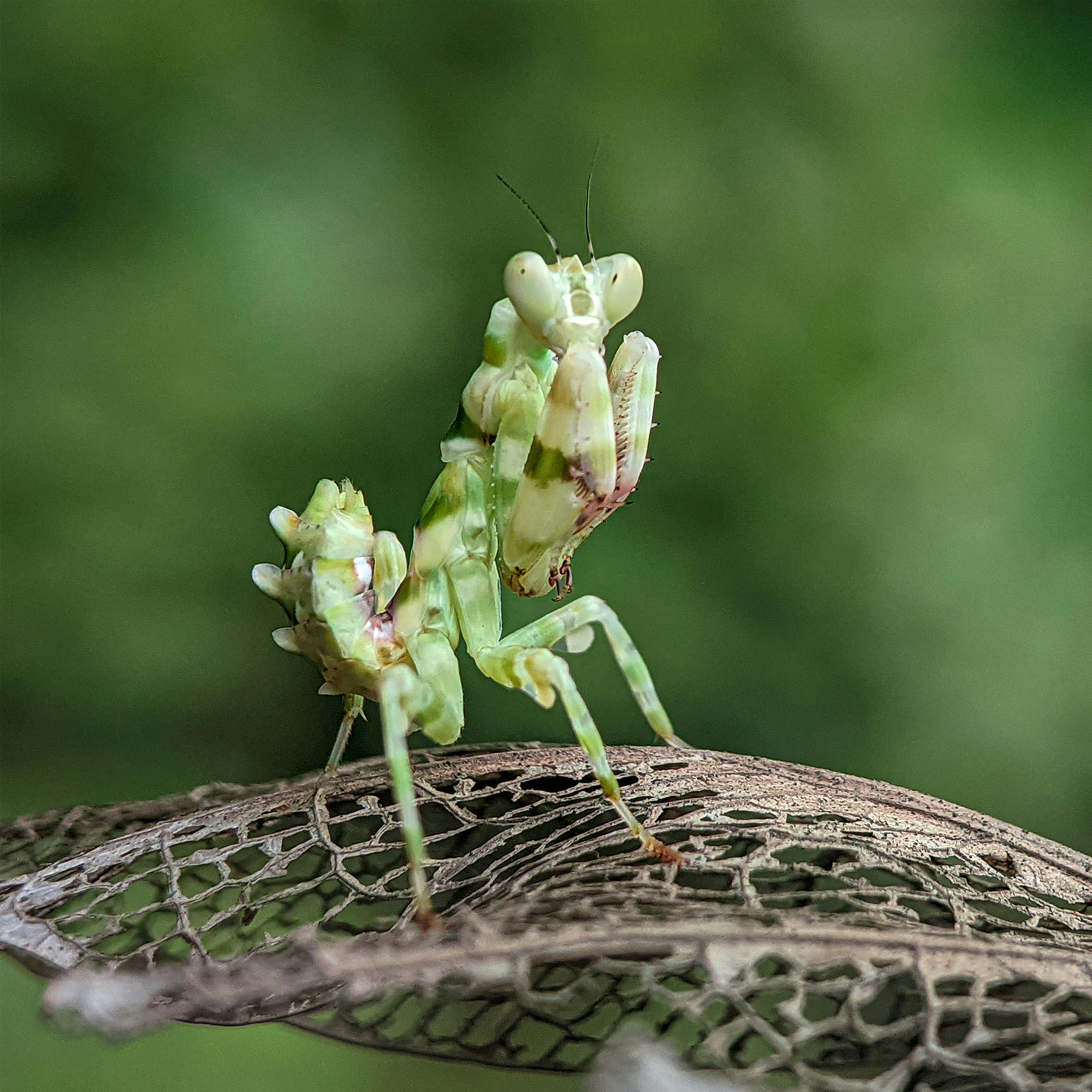 Flower Mantis Standing on Dead Leaf · Free Stock Photo