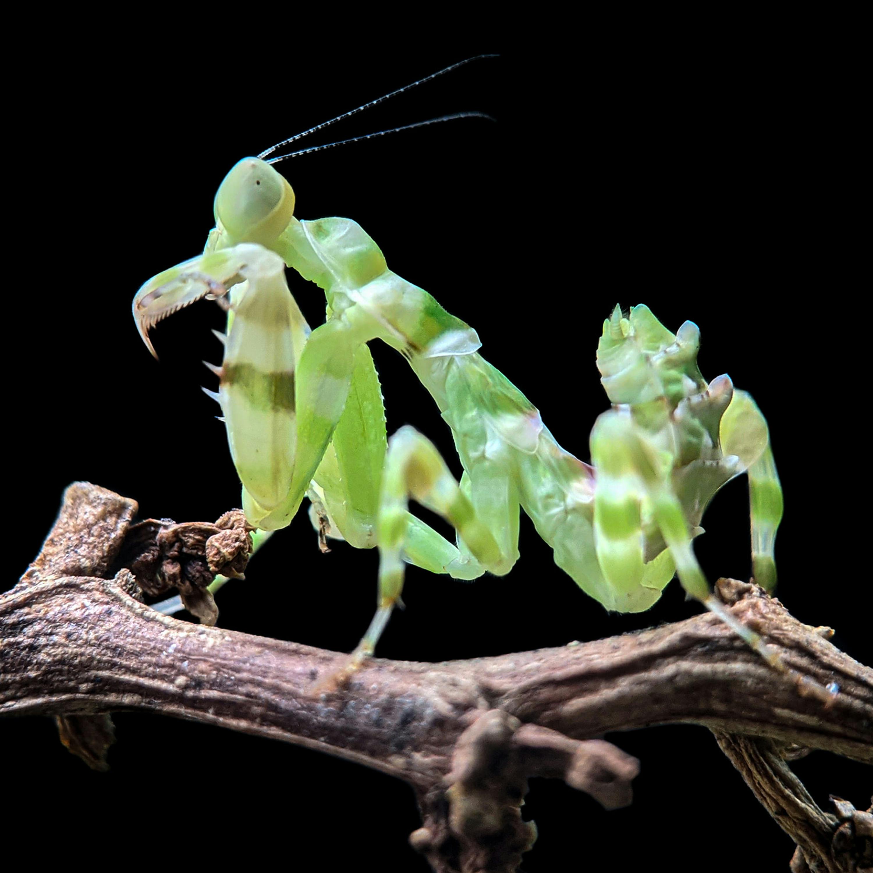 Praying Mantis Photos, Download The BEST Free Praying Mantis Stock ...