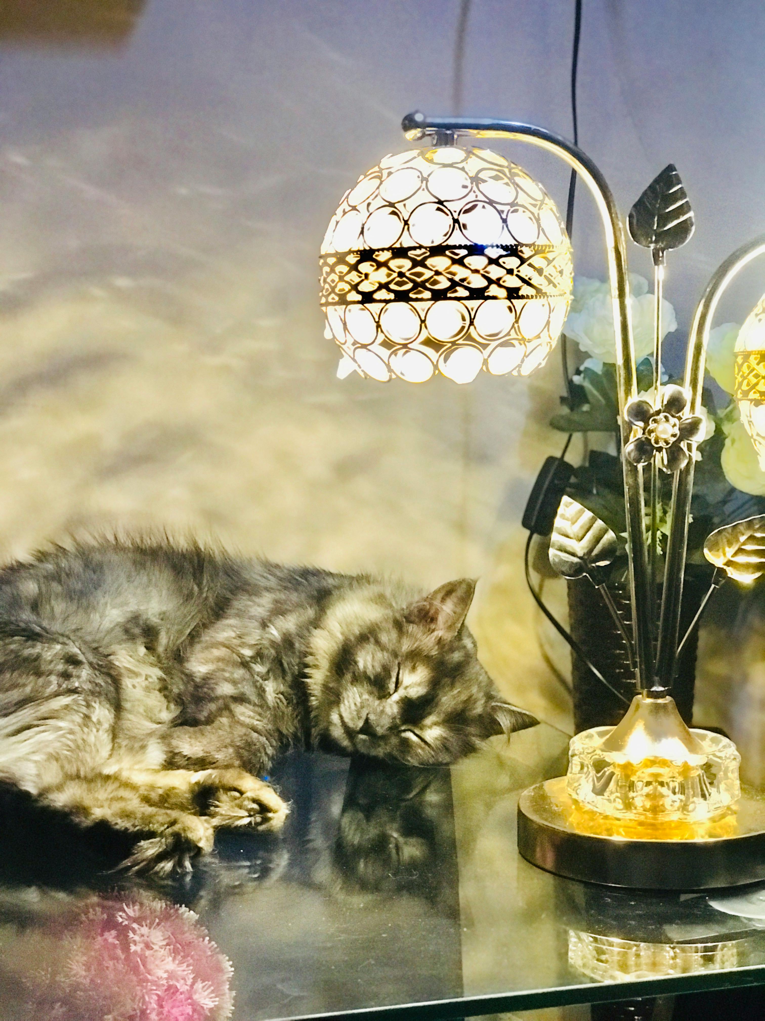 Talha Javed - Photography