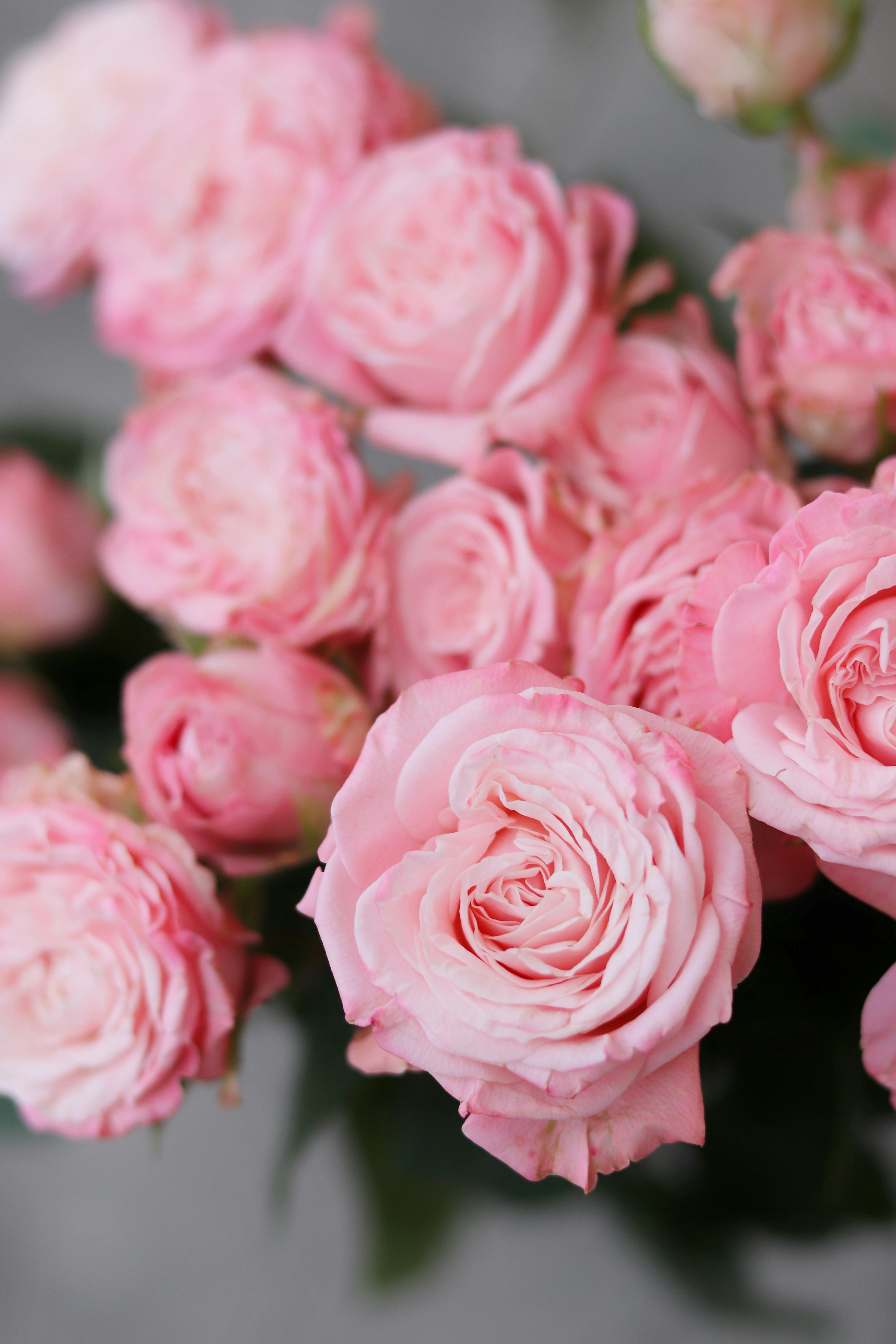 Close-Up Shot of Garden Roses · Free Stock Photo