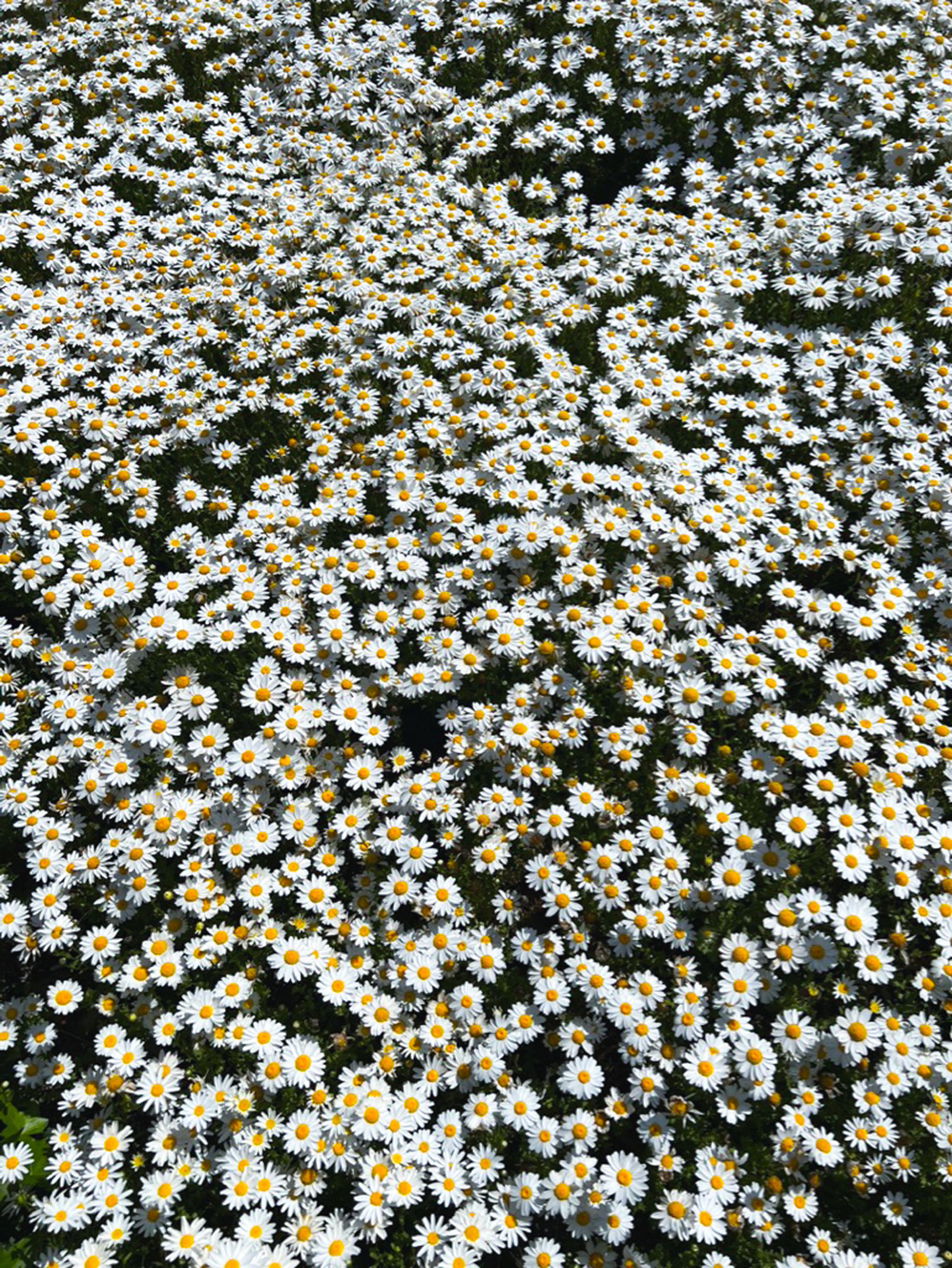 A Daisy Flower Field · Free Stock Photo