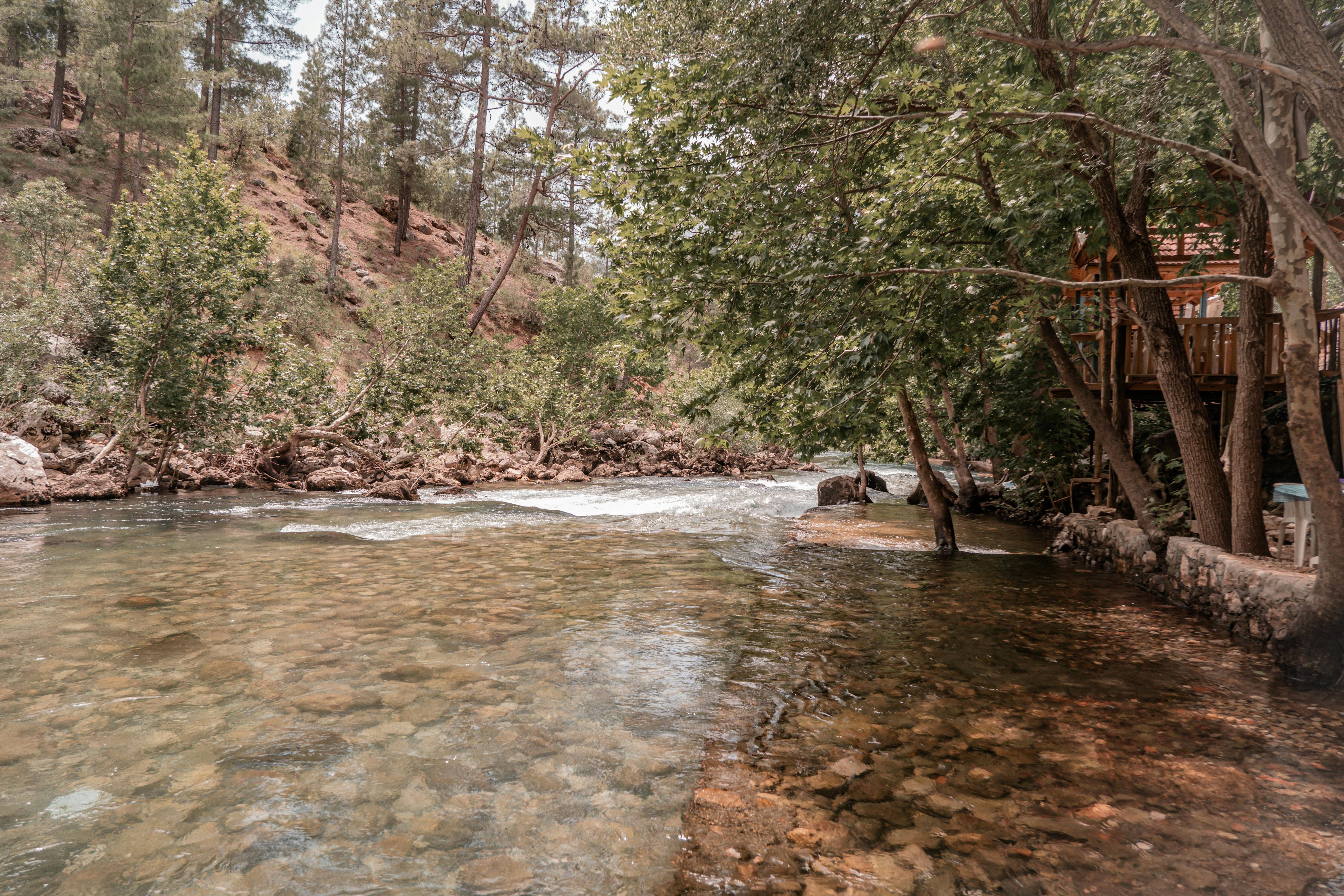 A River Lined with Trees · Free Stock Photo