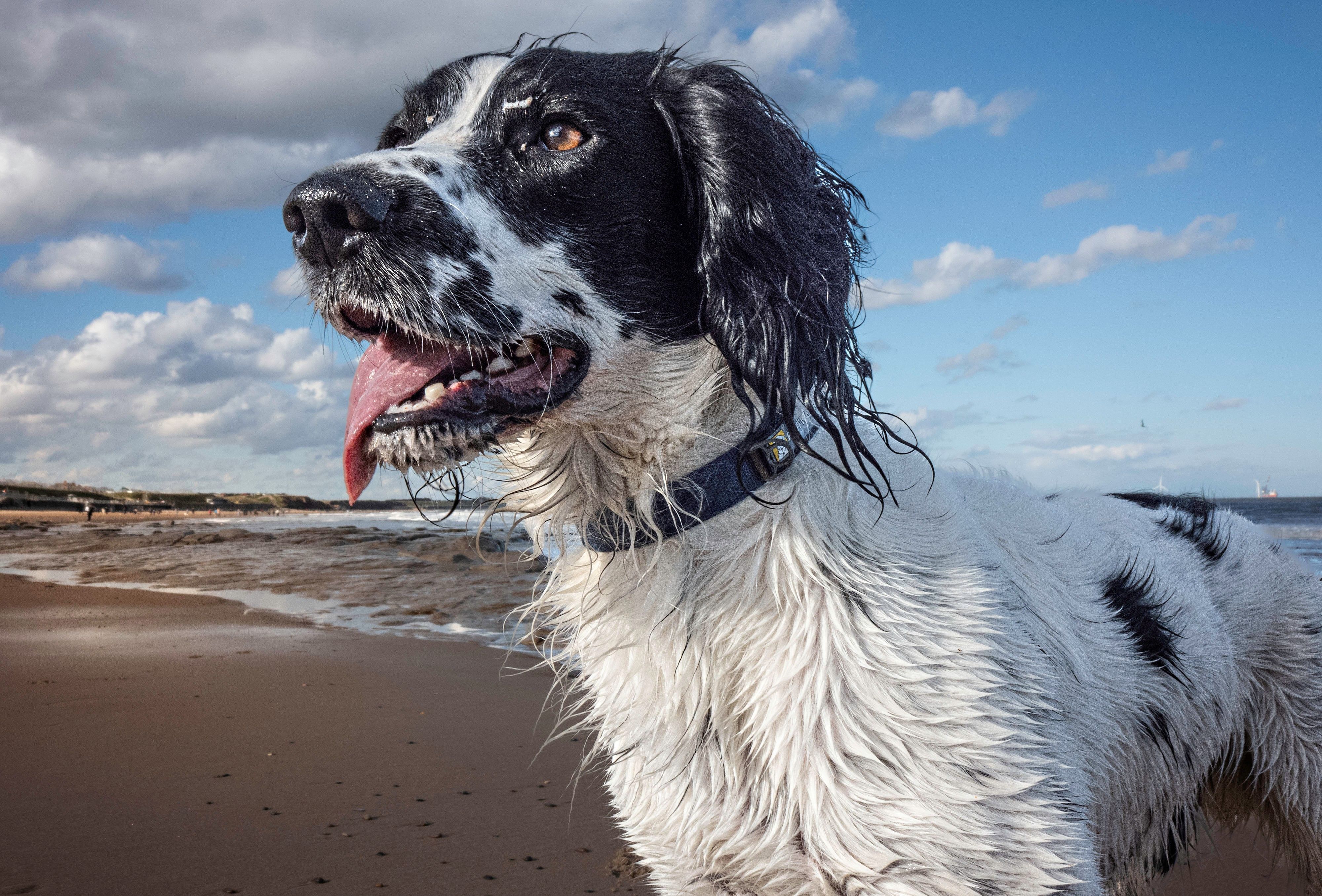 English Dog Photos, Download The BEST Free English Dog Stock Photos ...