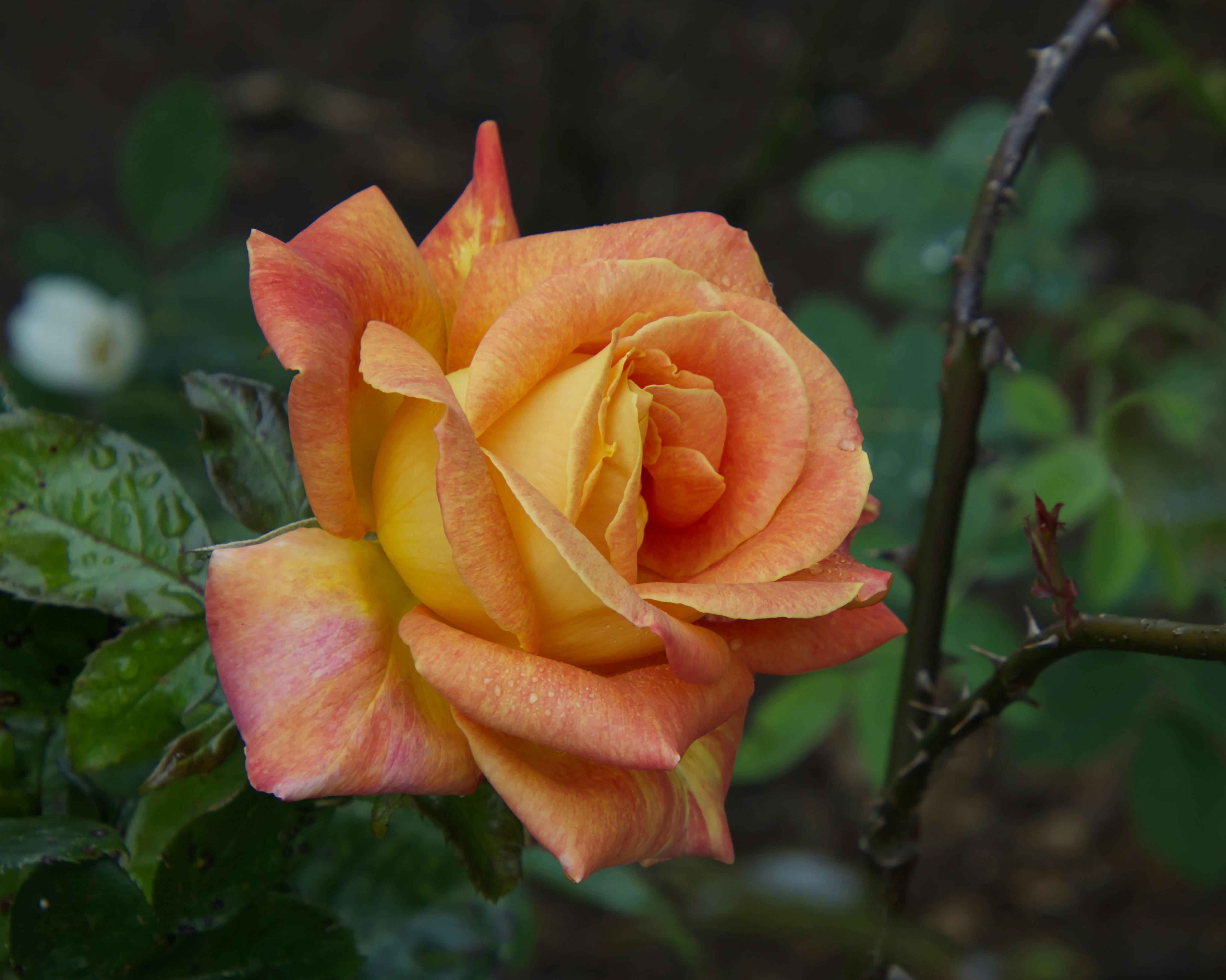 Peach Rose in Close Up Shot · Free Stock Photo
