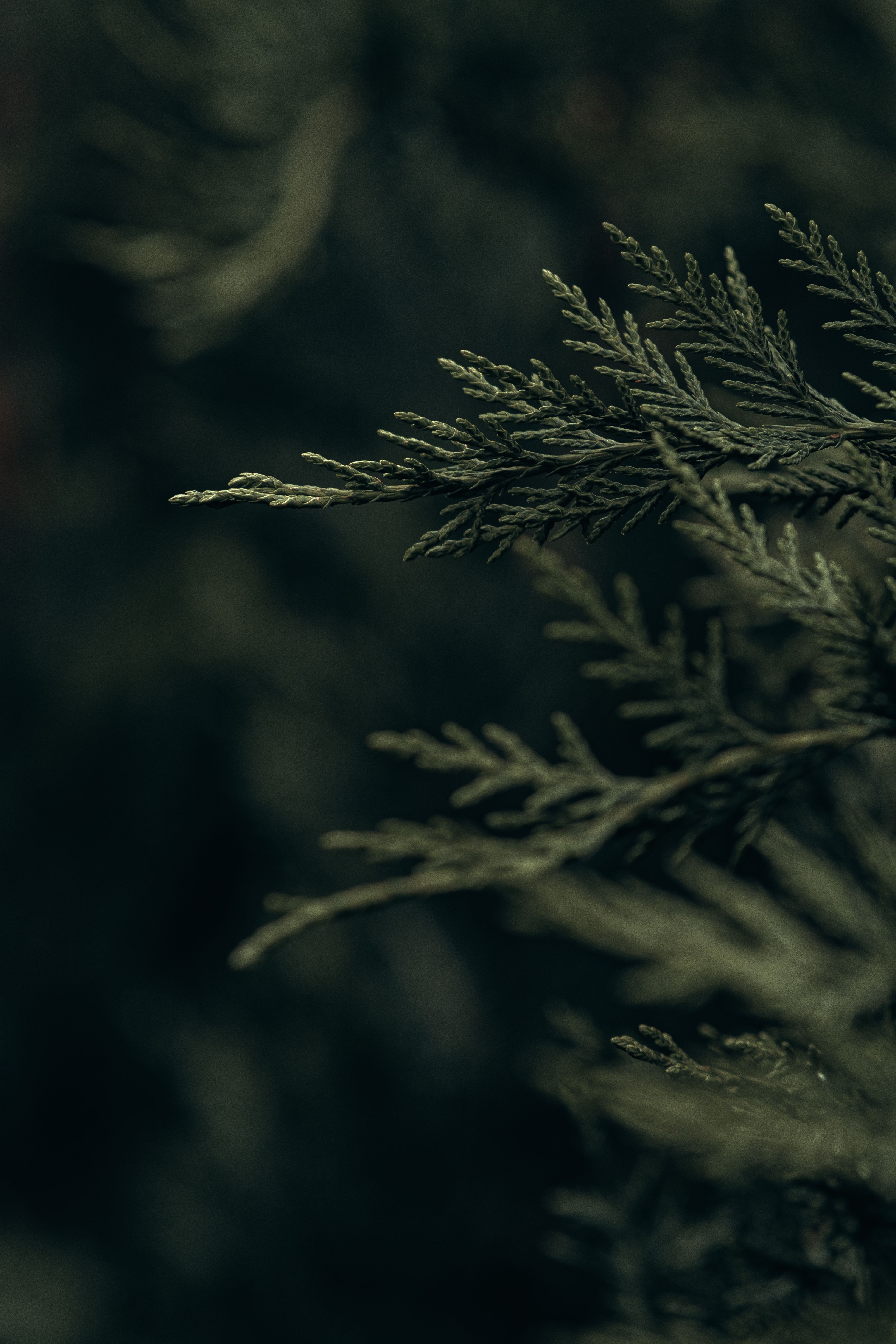 Close-up of a Conifer Tree · Free Stock Photo