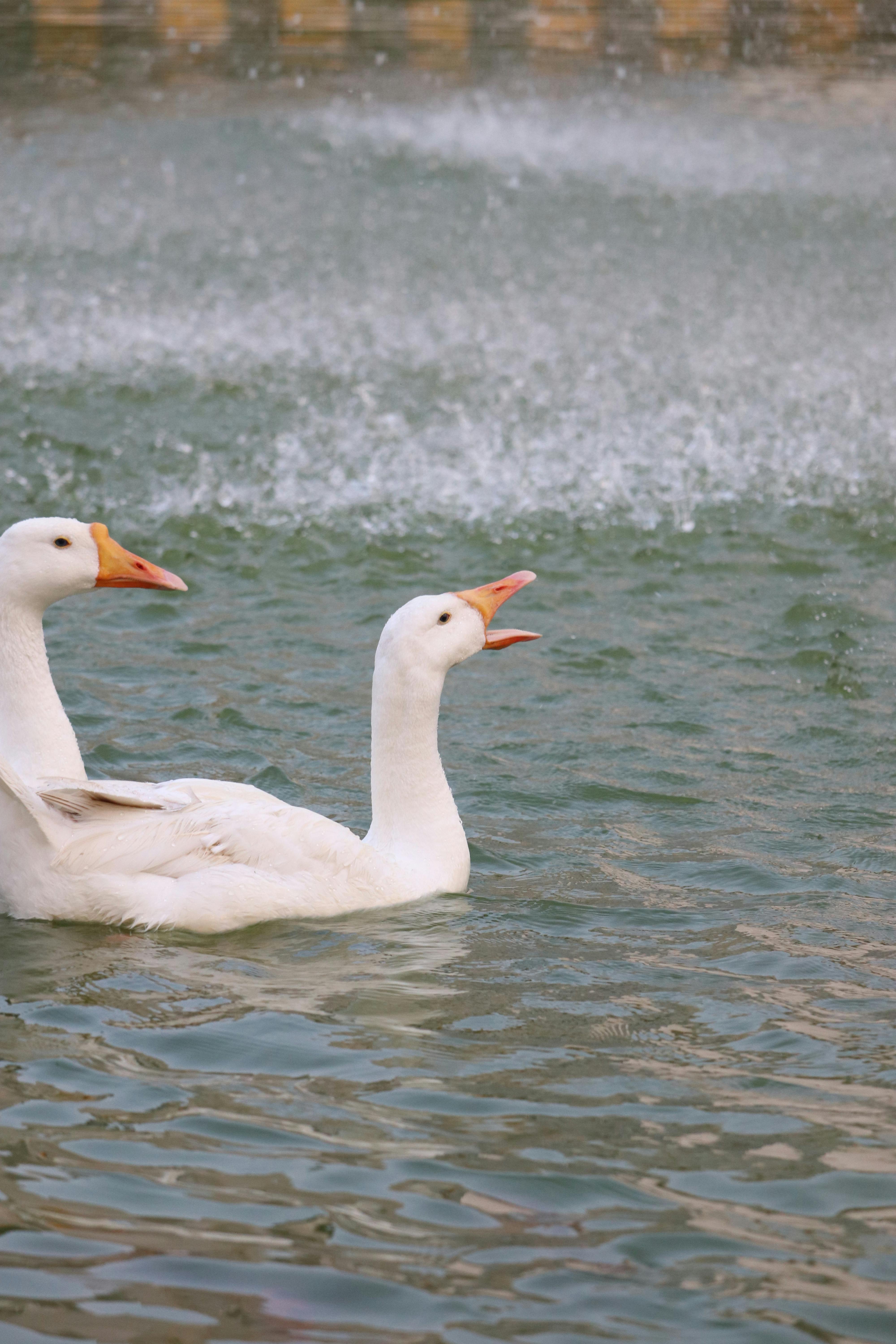 White Geese Floating on the Lake · Free Stock Photo