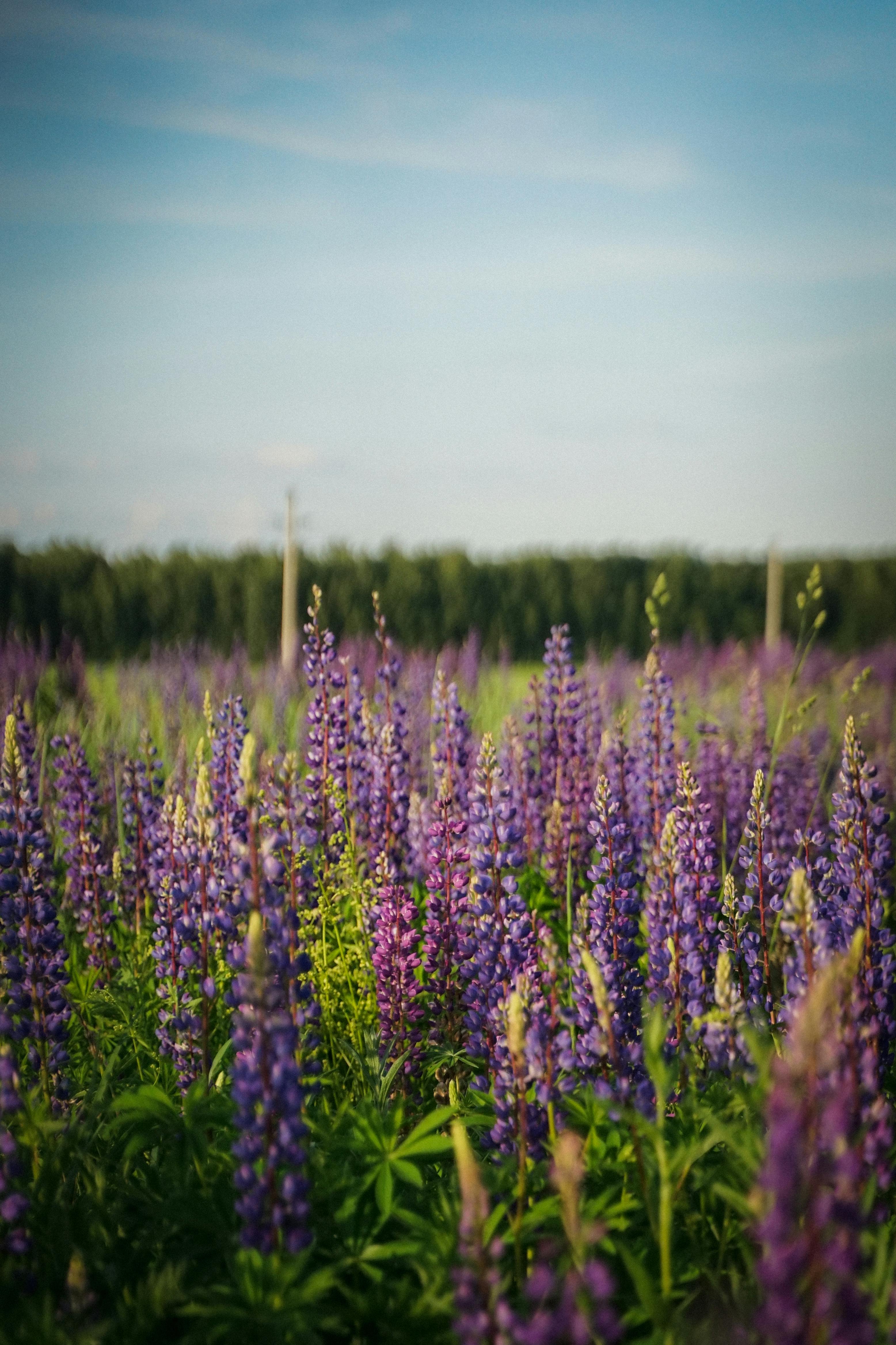 Purple Nature Photos, Download The BEST Free Purple Nature Stock Photos ...