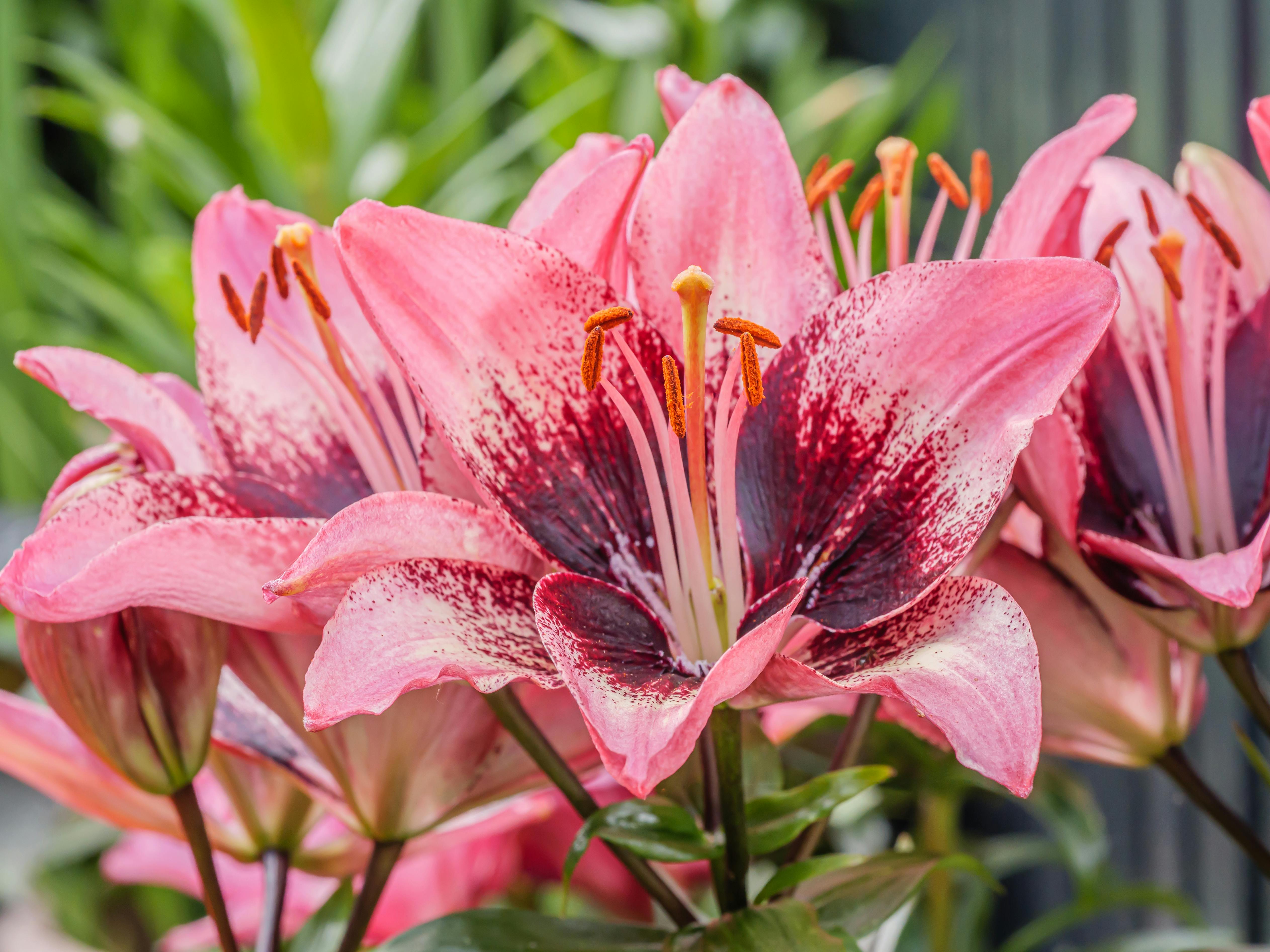 Lilies in Bloom · Free Stock Photo