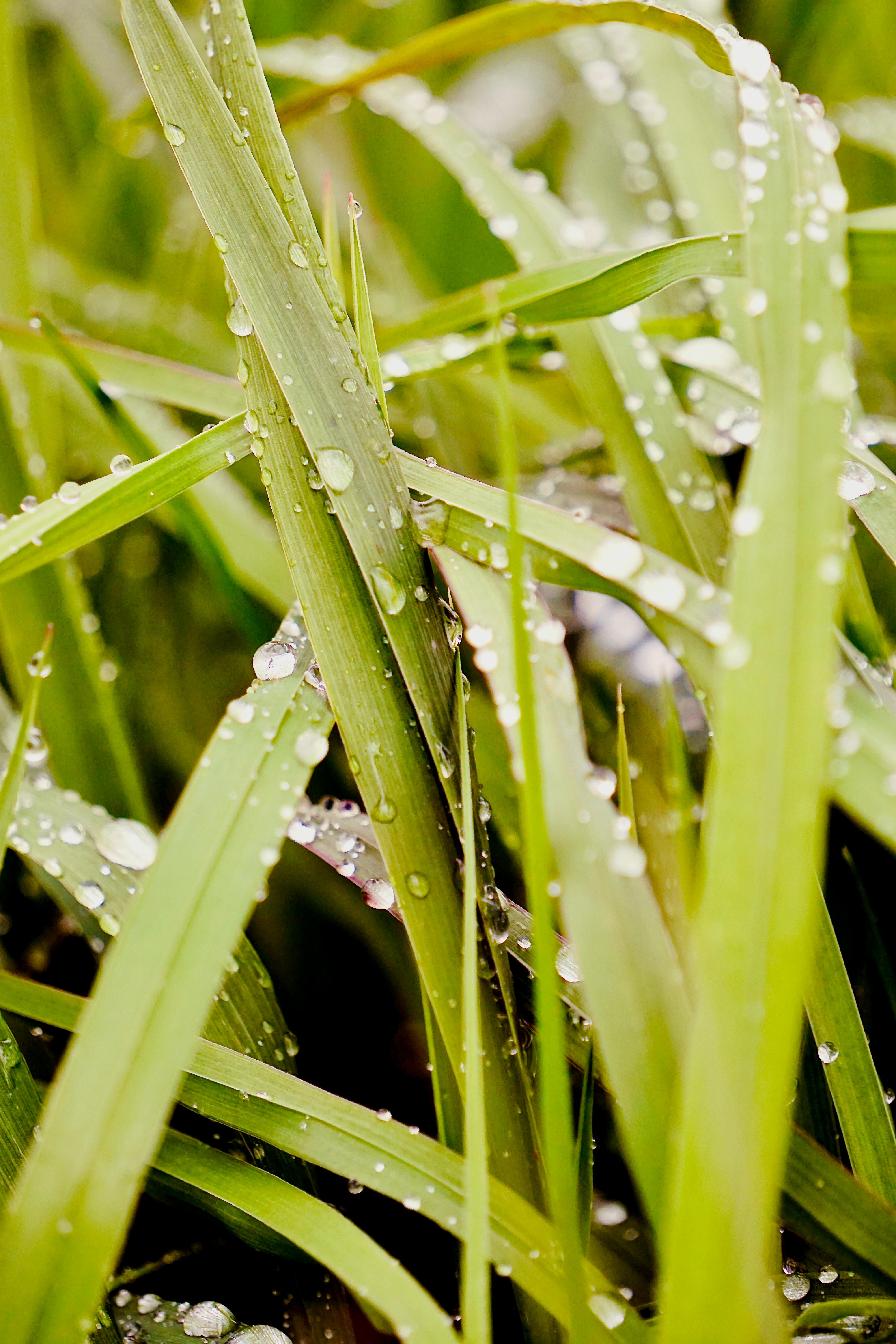Morning Dew Photos, Download The BEST Free Morning Dew Stock Photos ...