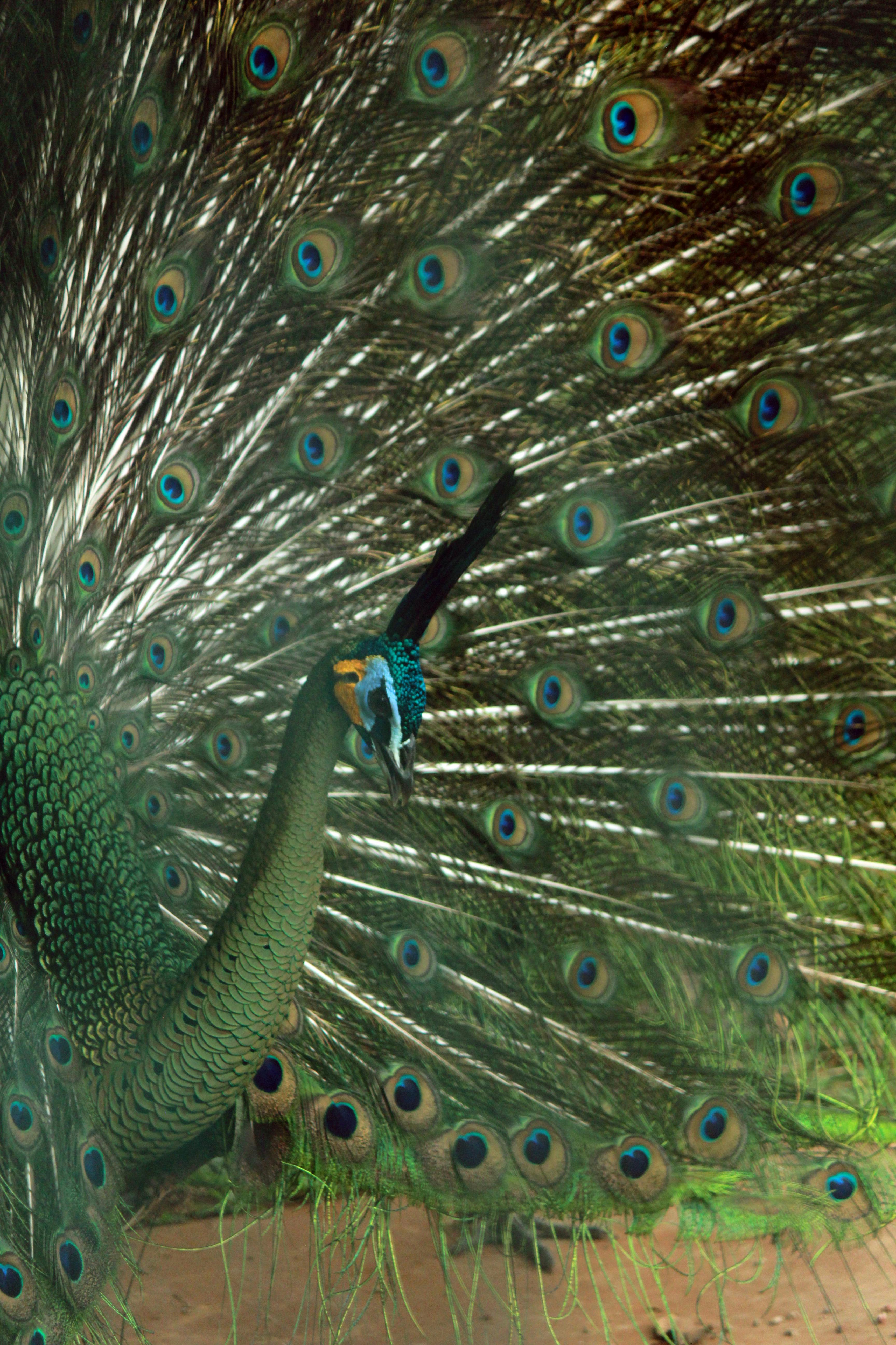 Pinsara Pathum - 写真