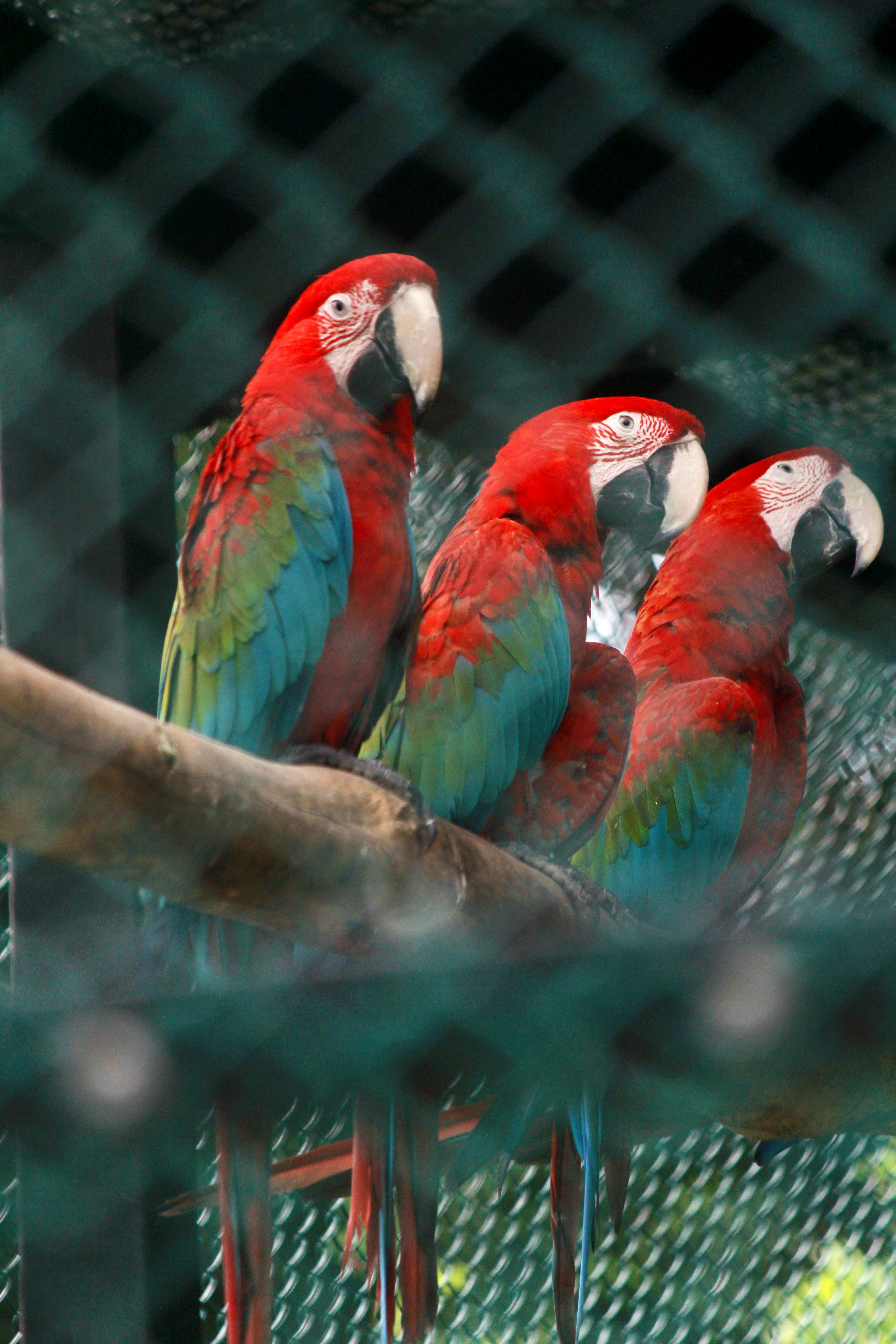 Pinsara Pathum - 写真