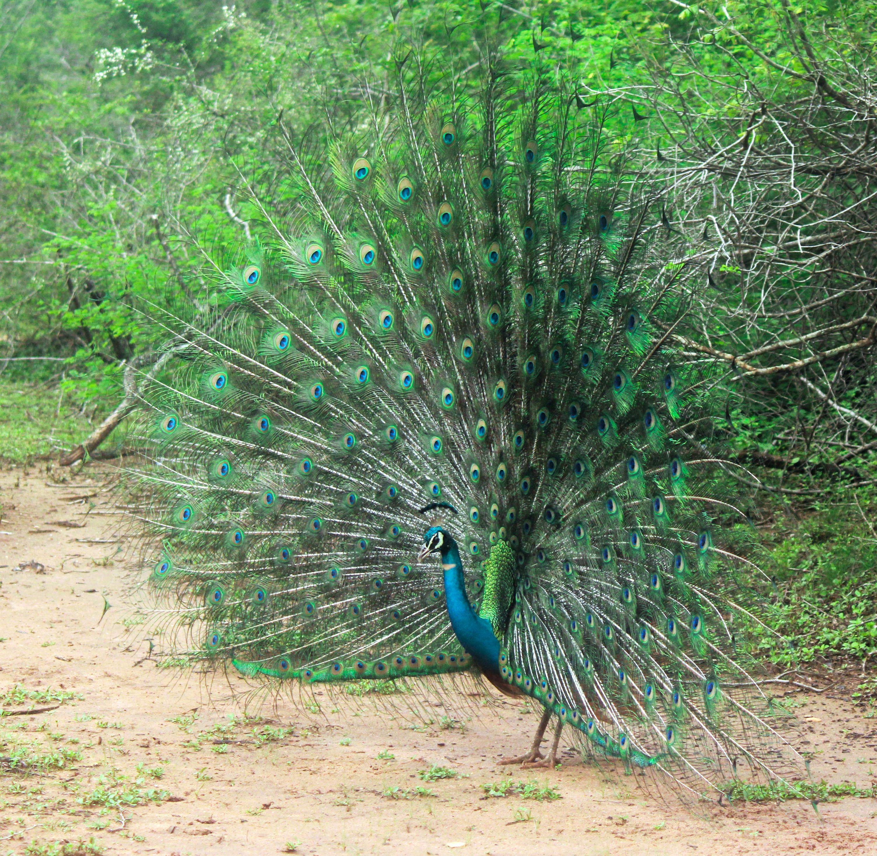 Photograph of a Peacock Bird · Free Stock Photo