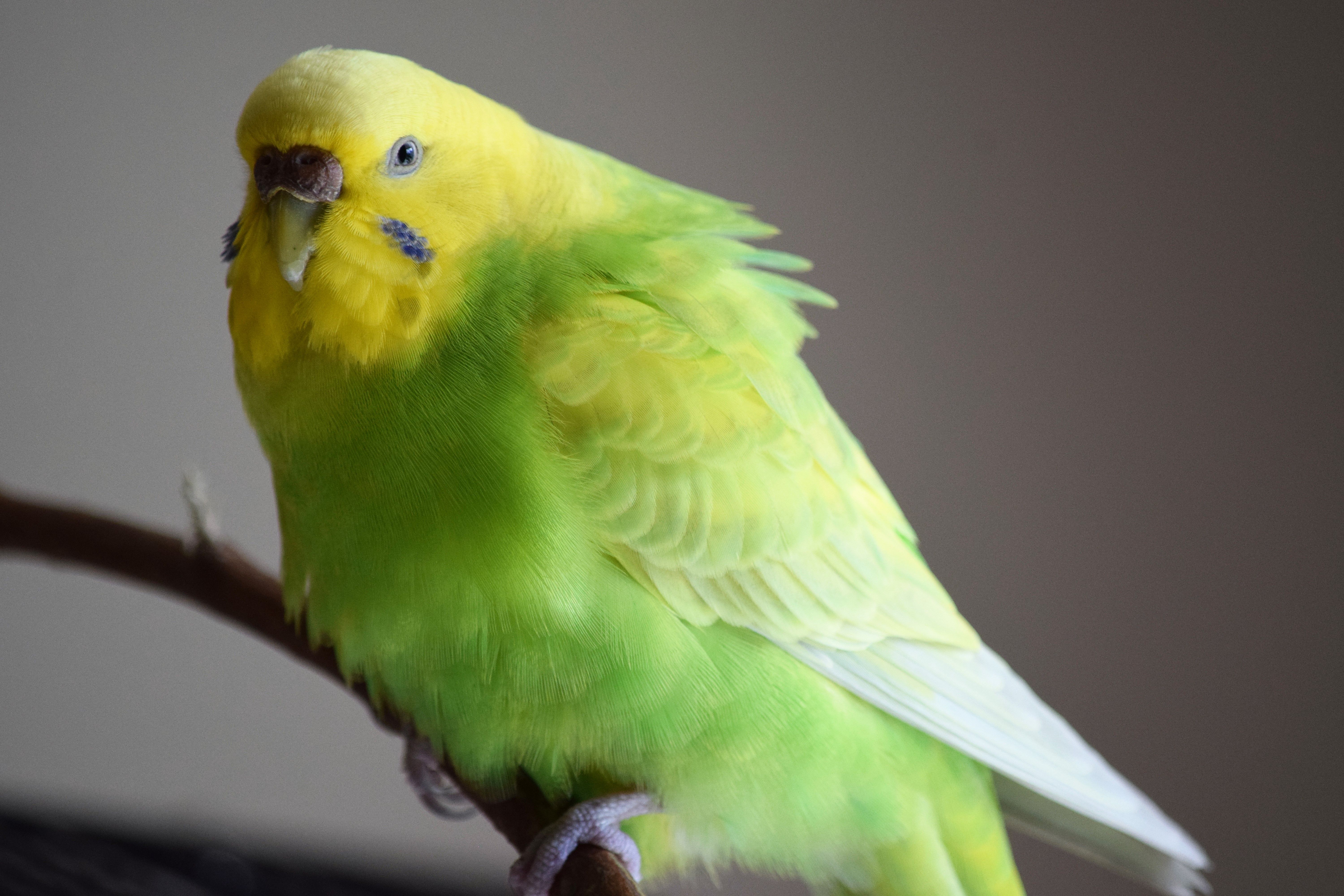 Fotografía En Primer Plano De Loro Azul, Naranja Y Verde · Foto de ...