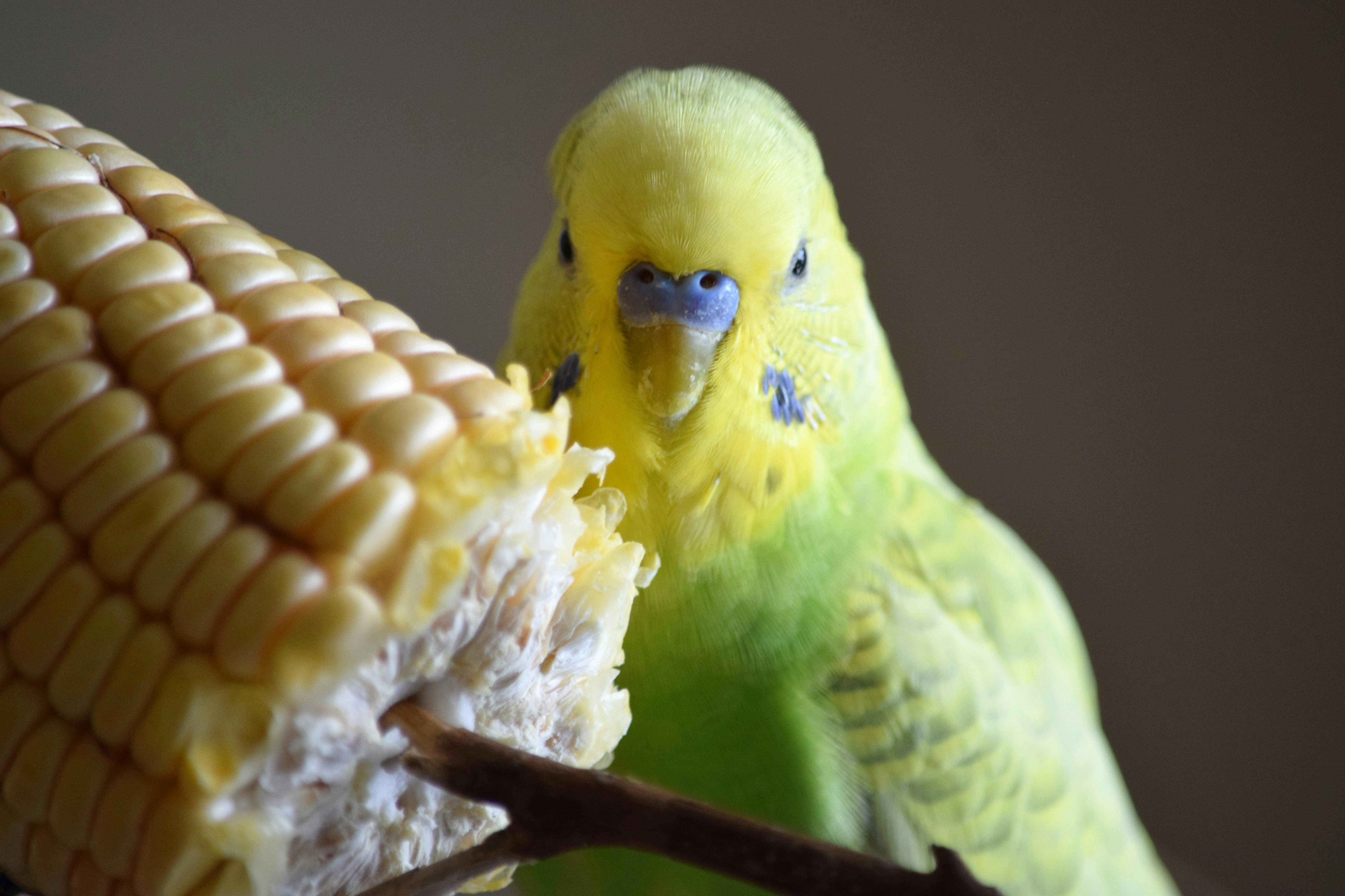 Close Up Shot of a Parakeet · Free Stock Photo