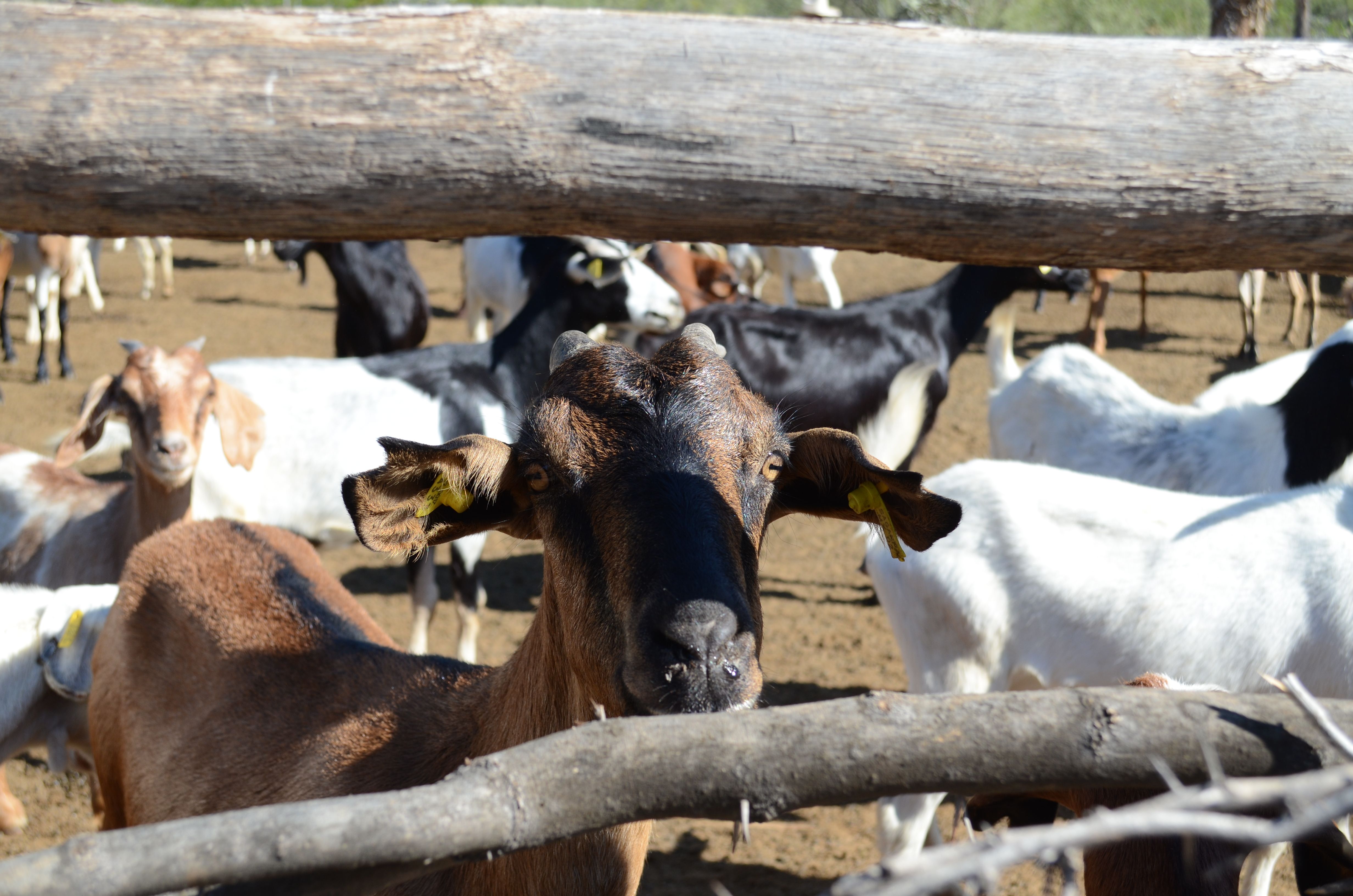 Corrals Photos, Download The BEST Free Corrals Stock Photos & HD Images