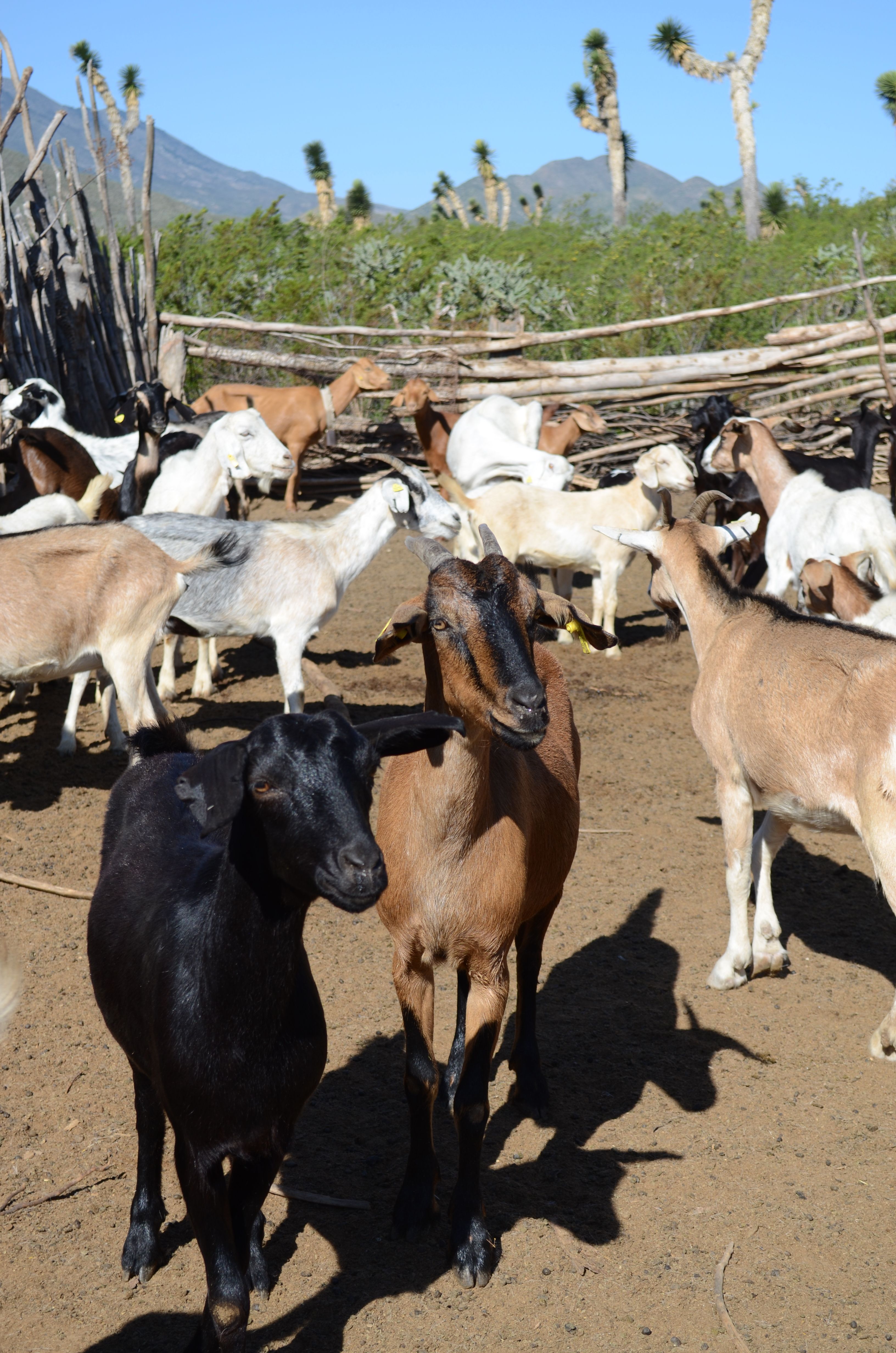 Herb of Goat Beside Mountain · Free Stock Photo