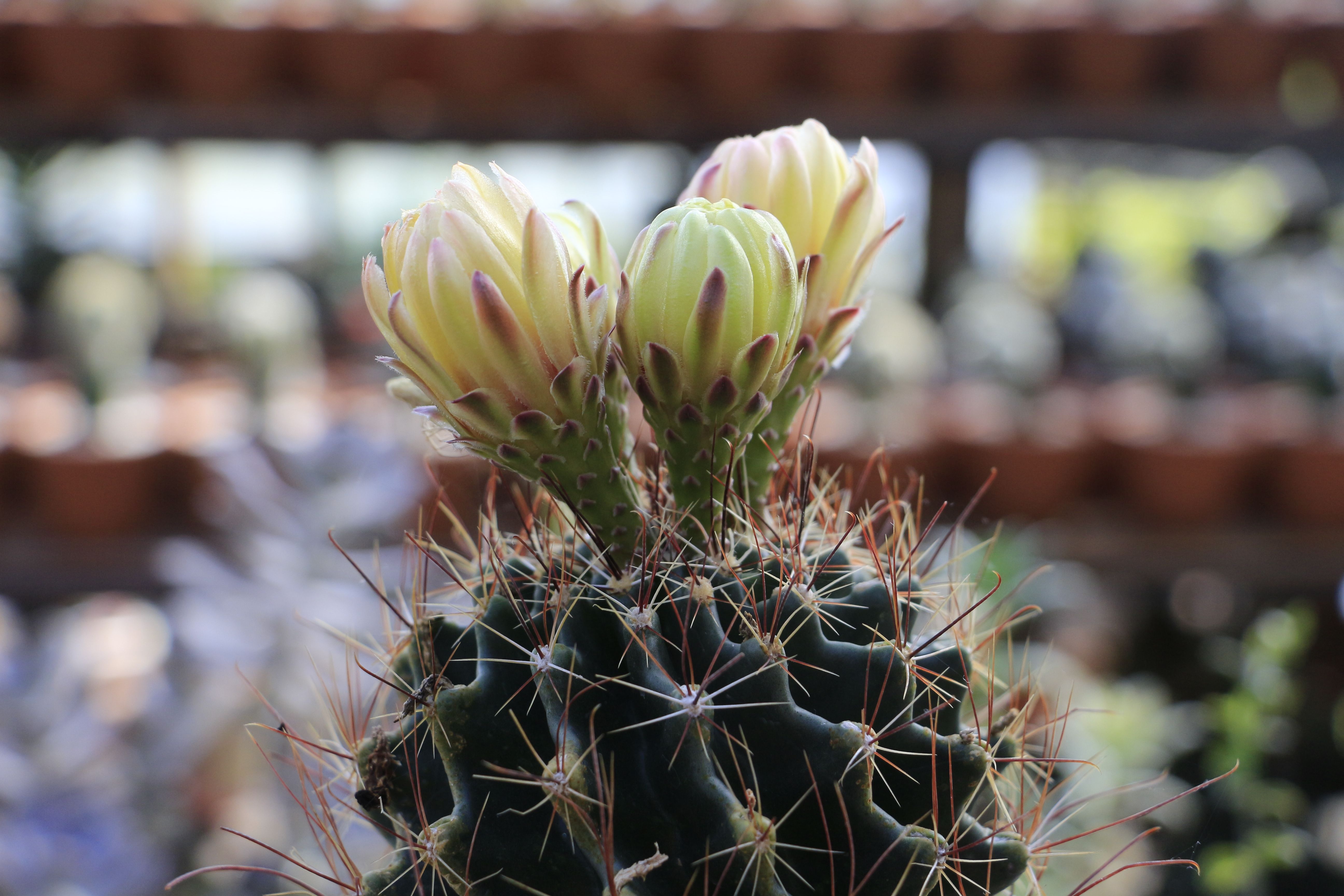 Close Up Shot of Cactus Flowers · Free Stock Photo