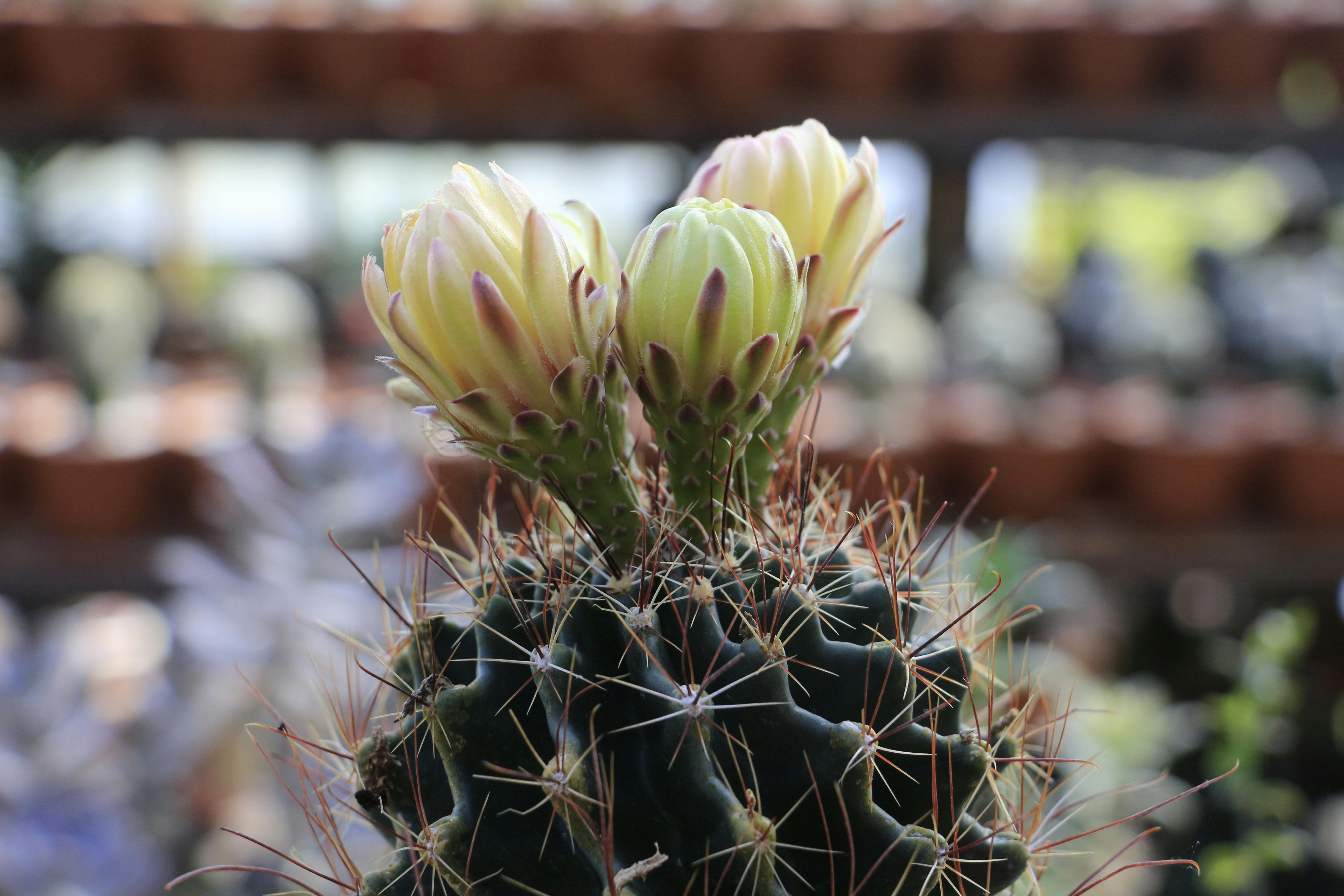 Cactus Animation Photos, Download Free Cactus Animation Stock Photos ...