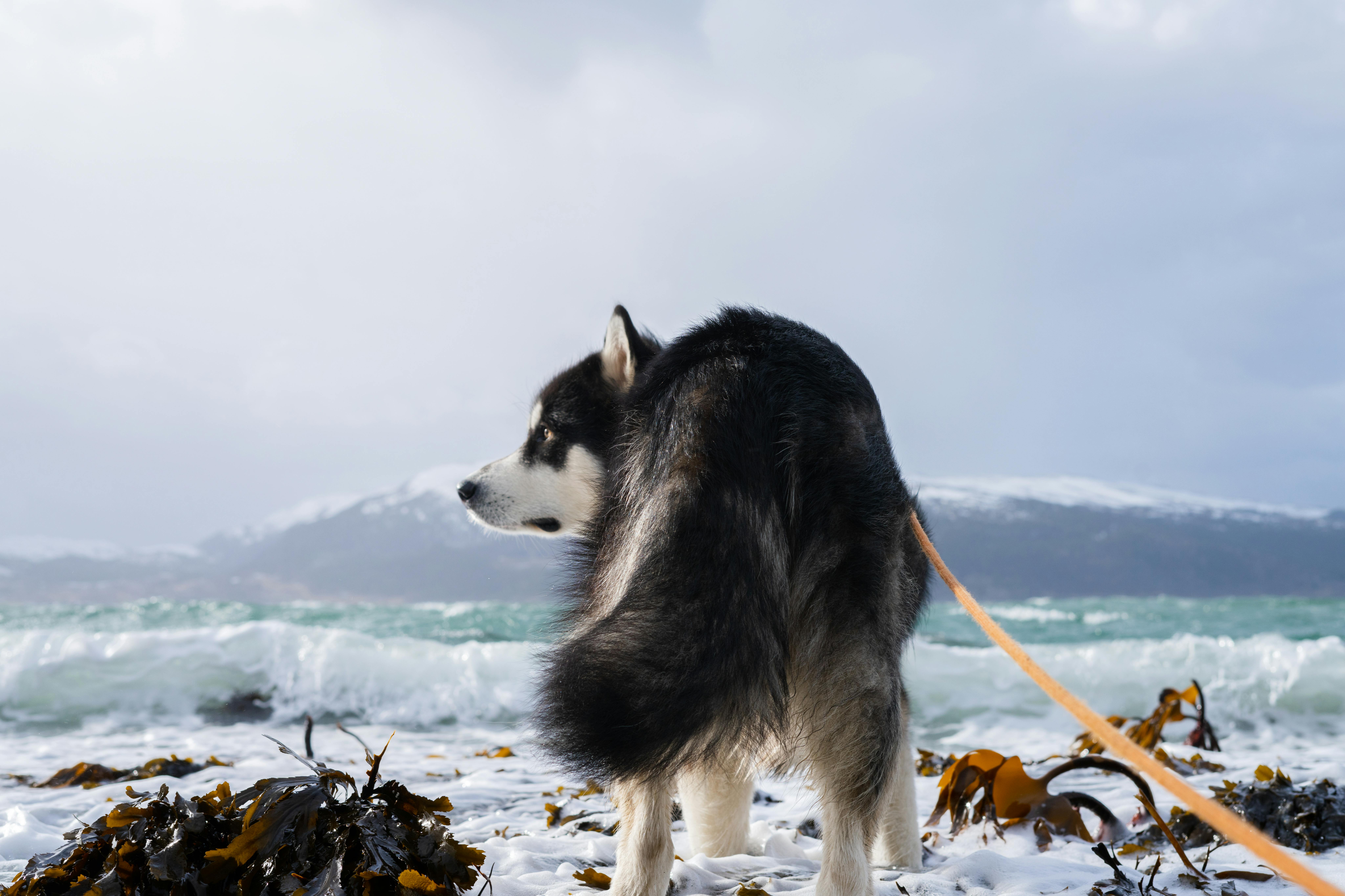 Back View Photo of Black and White Husky · Free Stock Photo