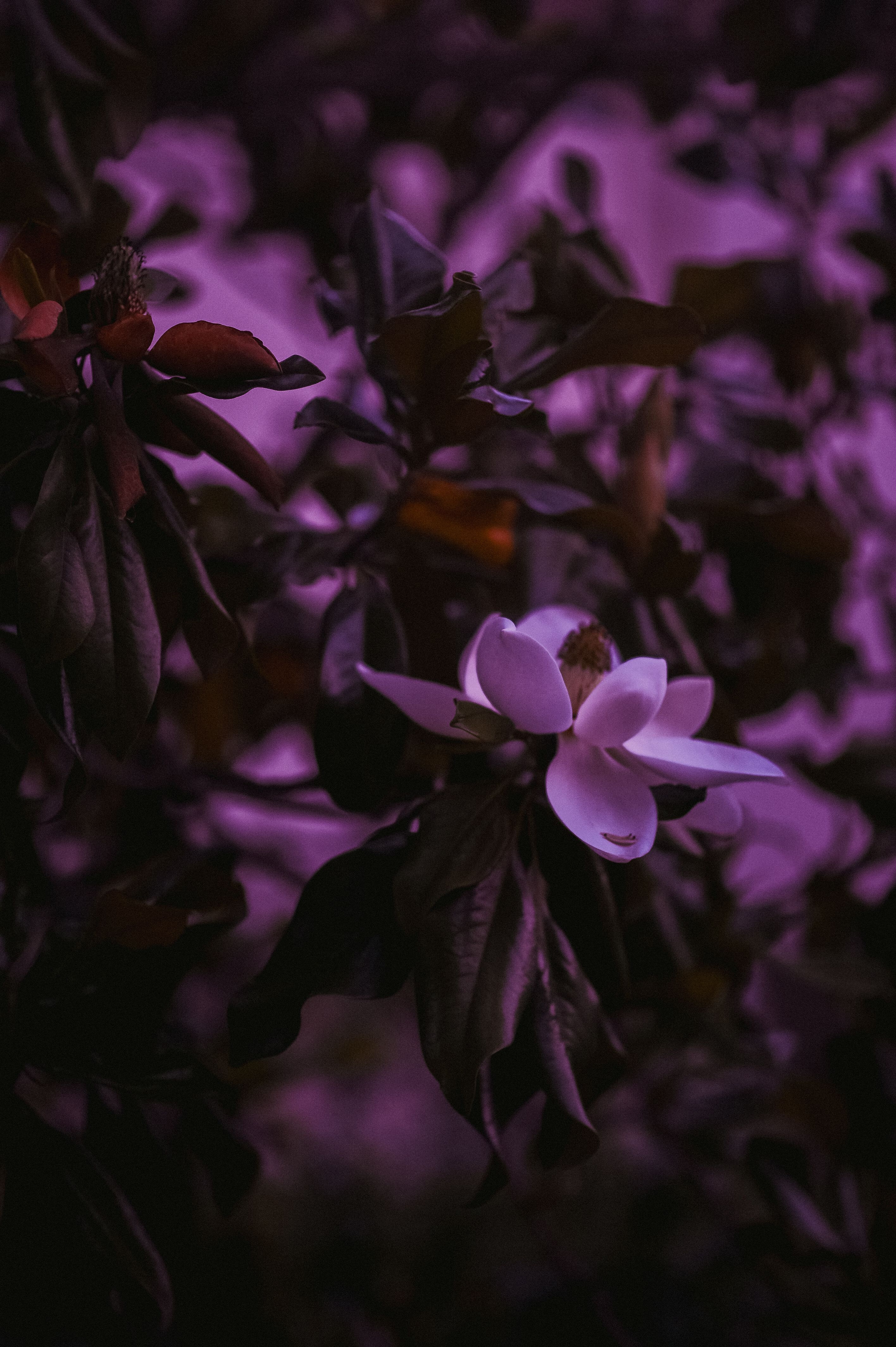 Close-up of Magnolia · Free Stock Photo