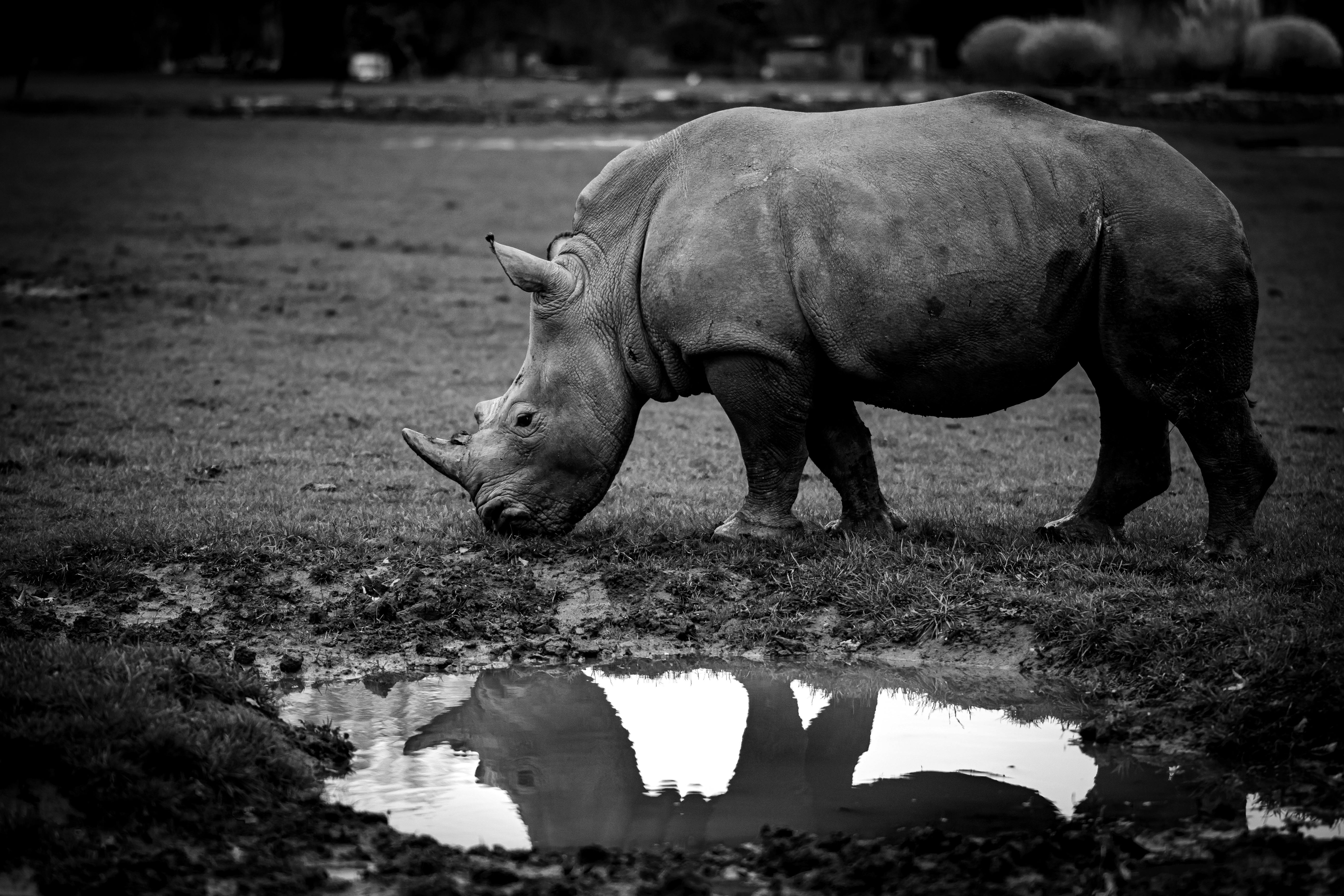 Rhino Neck Photos, Download The BEST Free Rhino Neck Stock Photos & HD ...