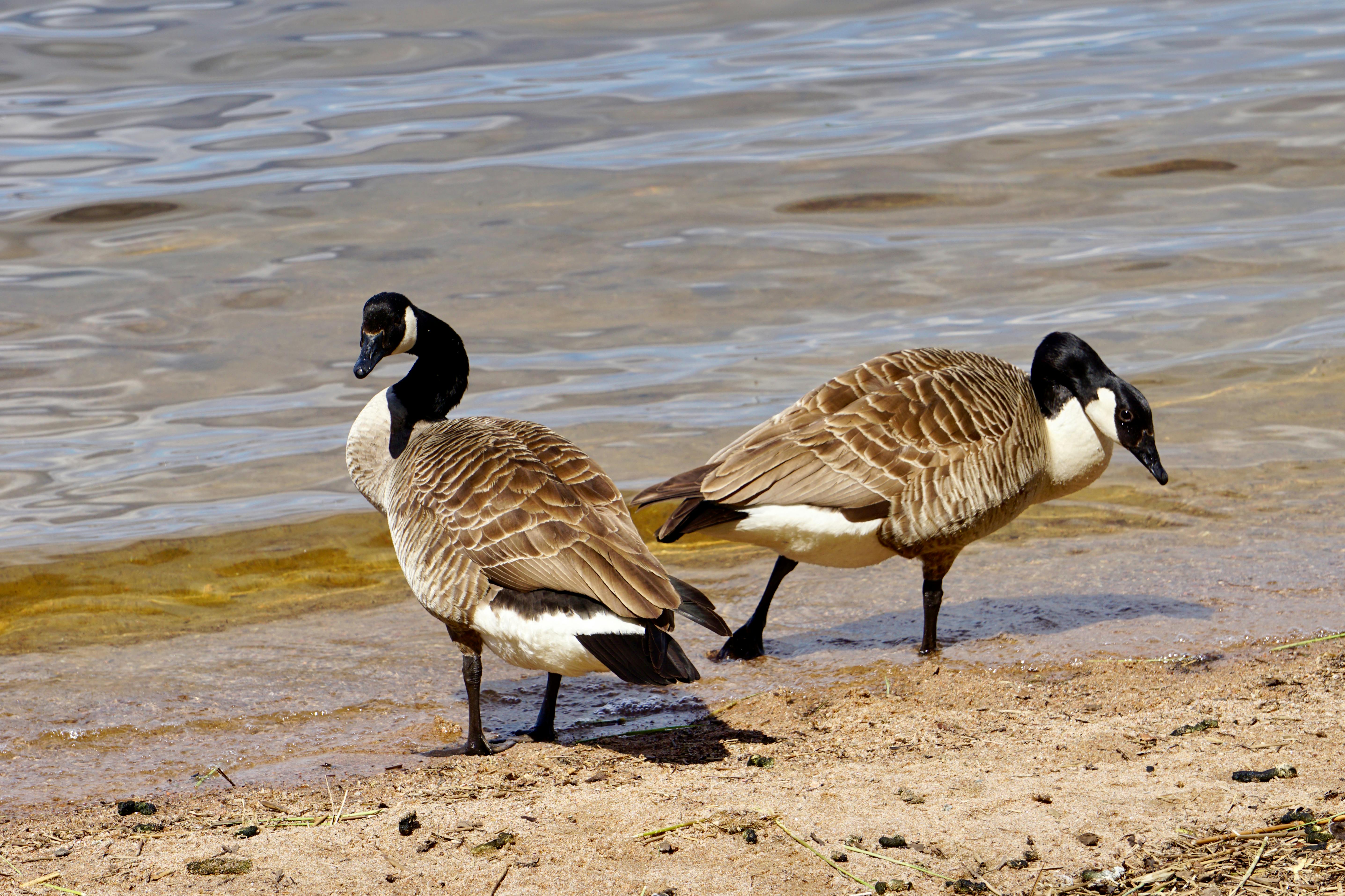 Wild Geese on the Beach · Free Stock Photo