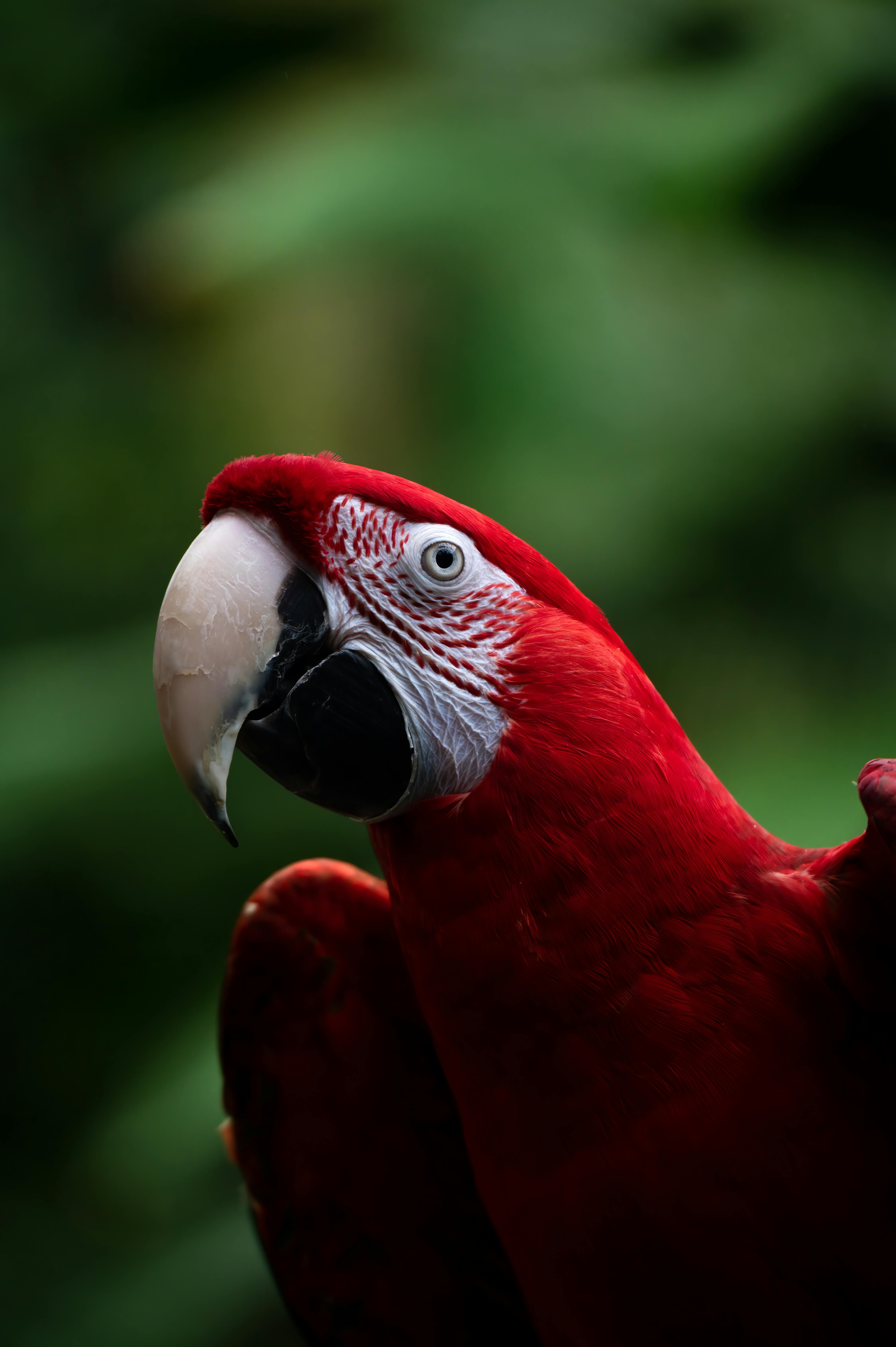 Parrot Photography Photos, Download The BEST Free Parrot Photography ...