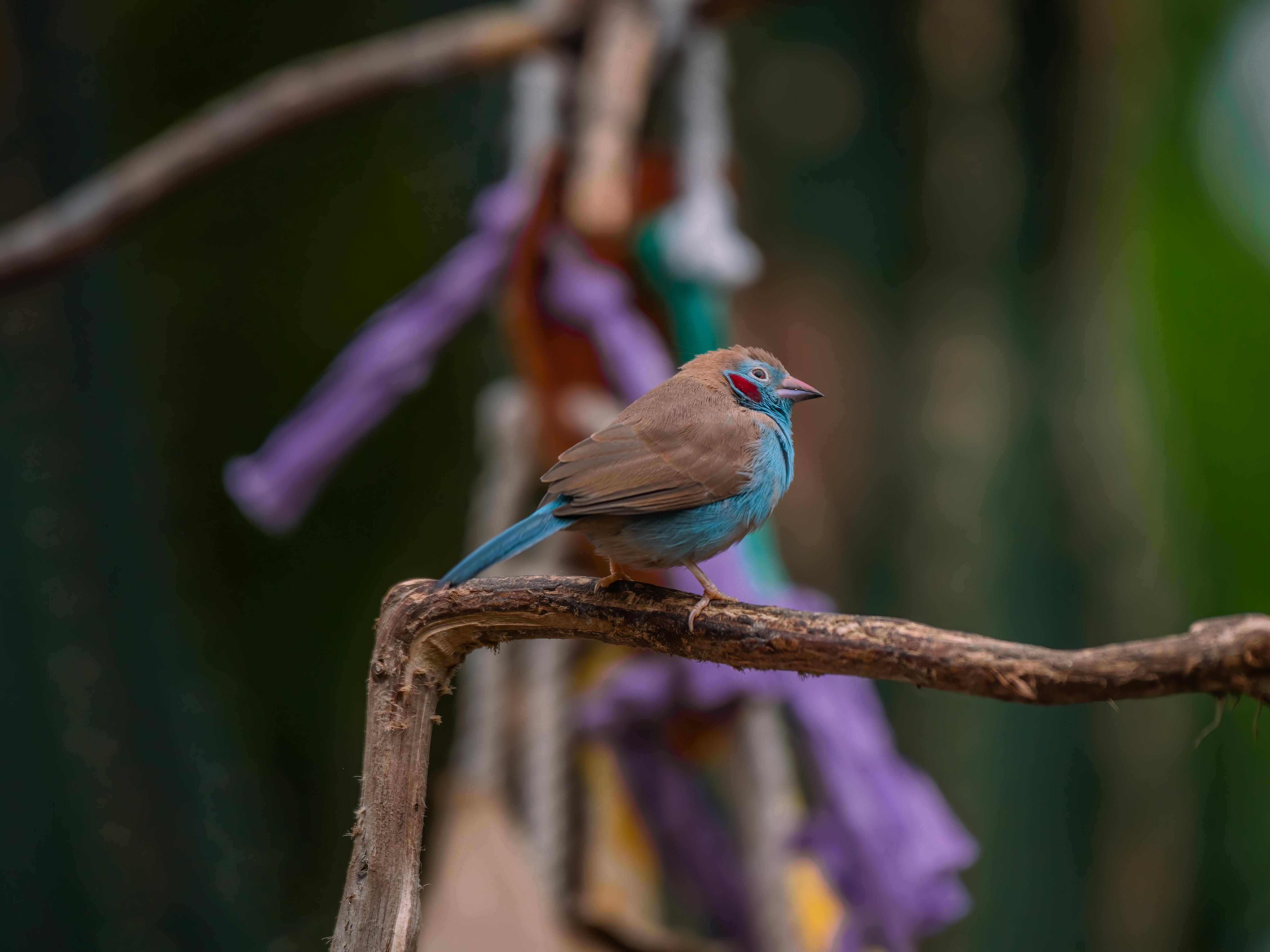Bird Perched on Tree Branch · Free Stock Photo