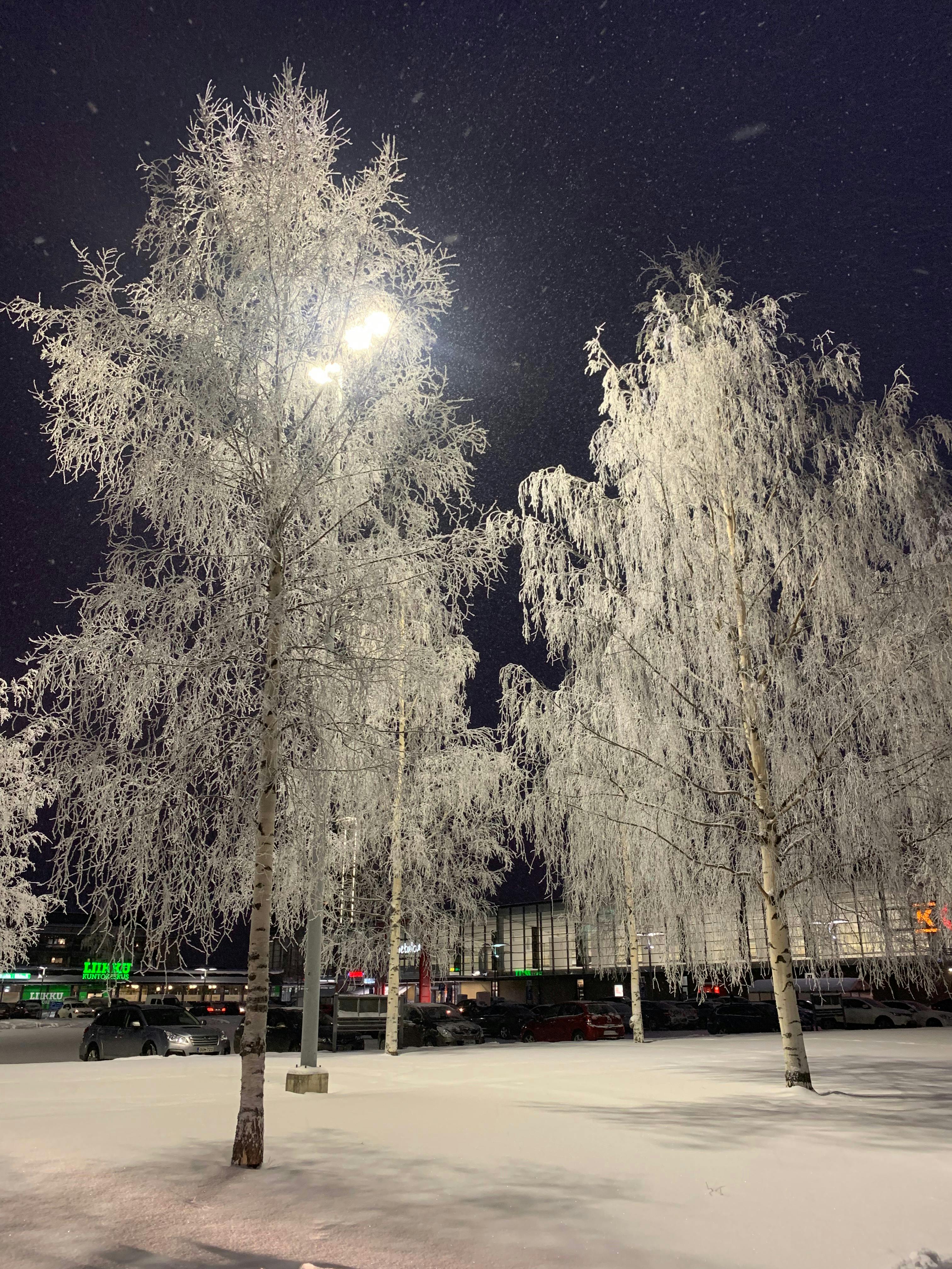 Snow Falling on Trees · Free Stock Photo