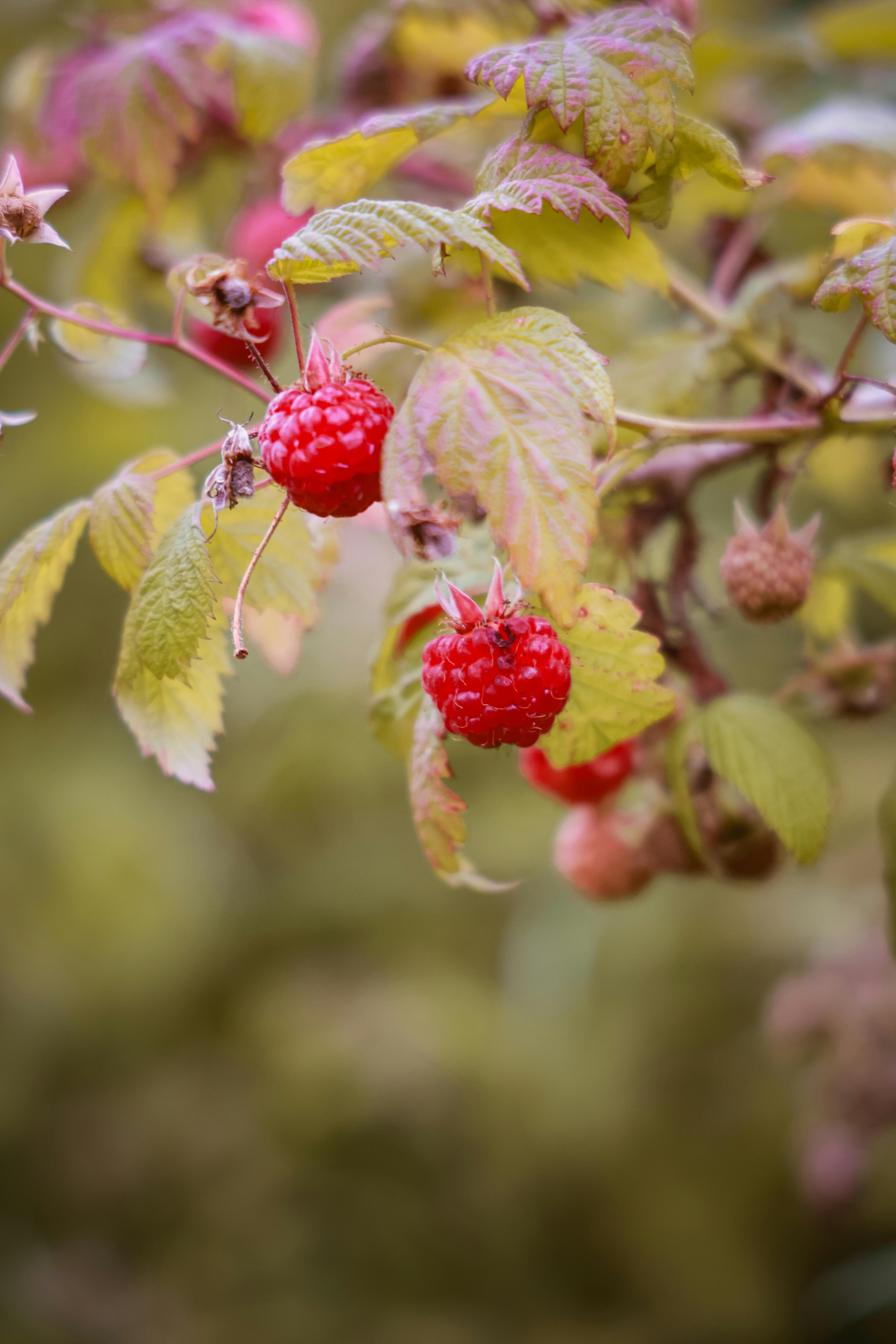 Photo of a Raspberry Branch · Free Stock Photo