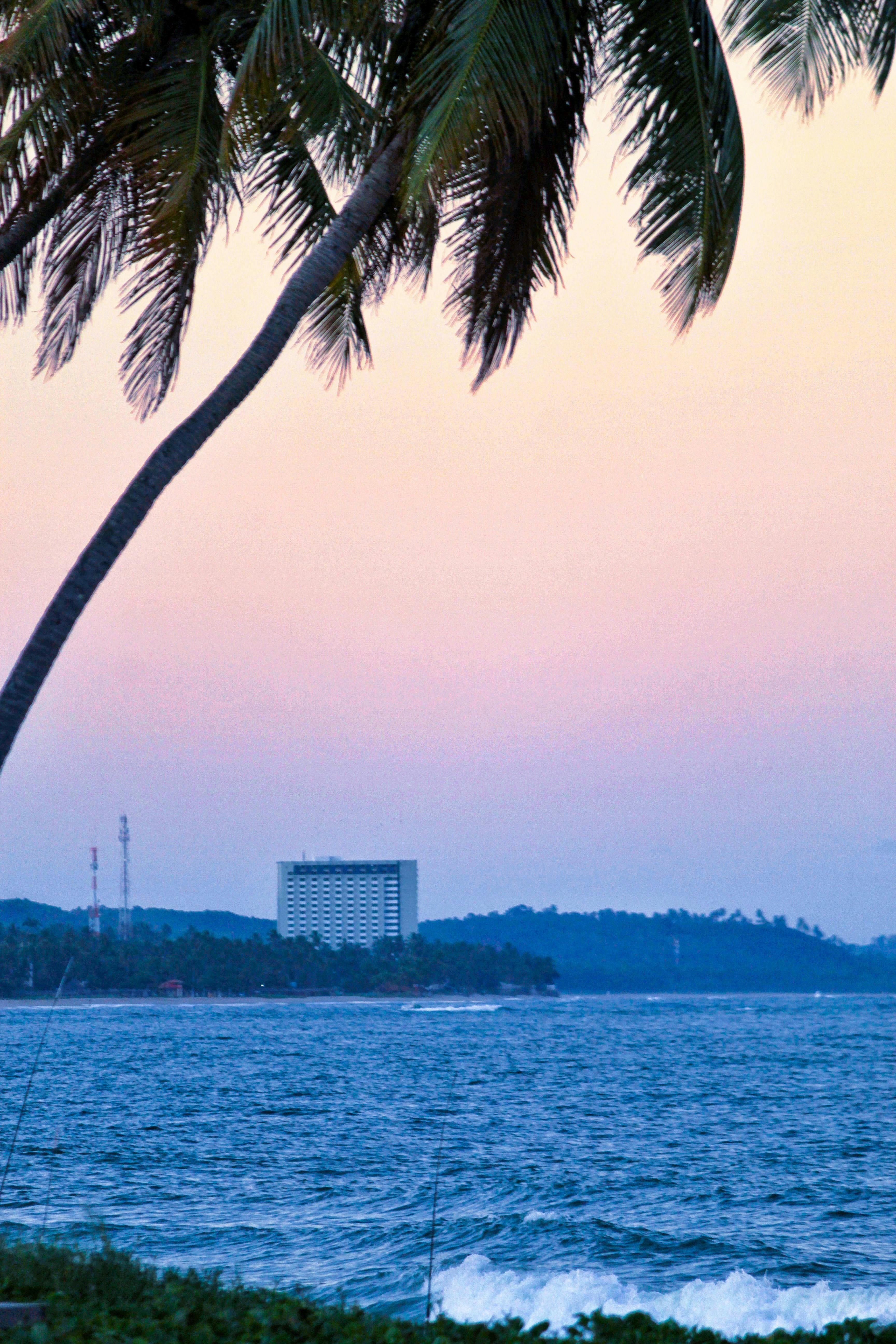 Coconut Tree Beside the Ocean · Free Stock Photo