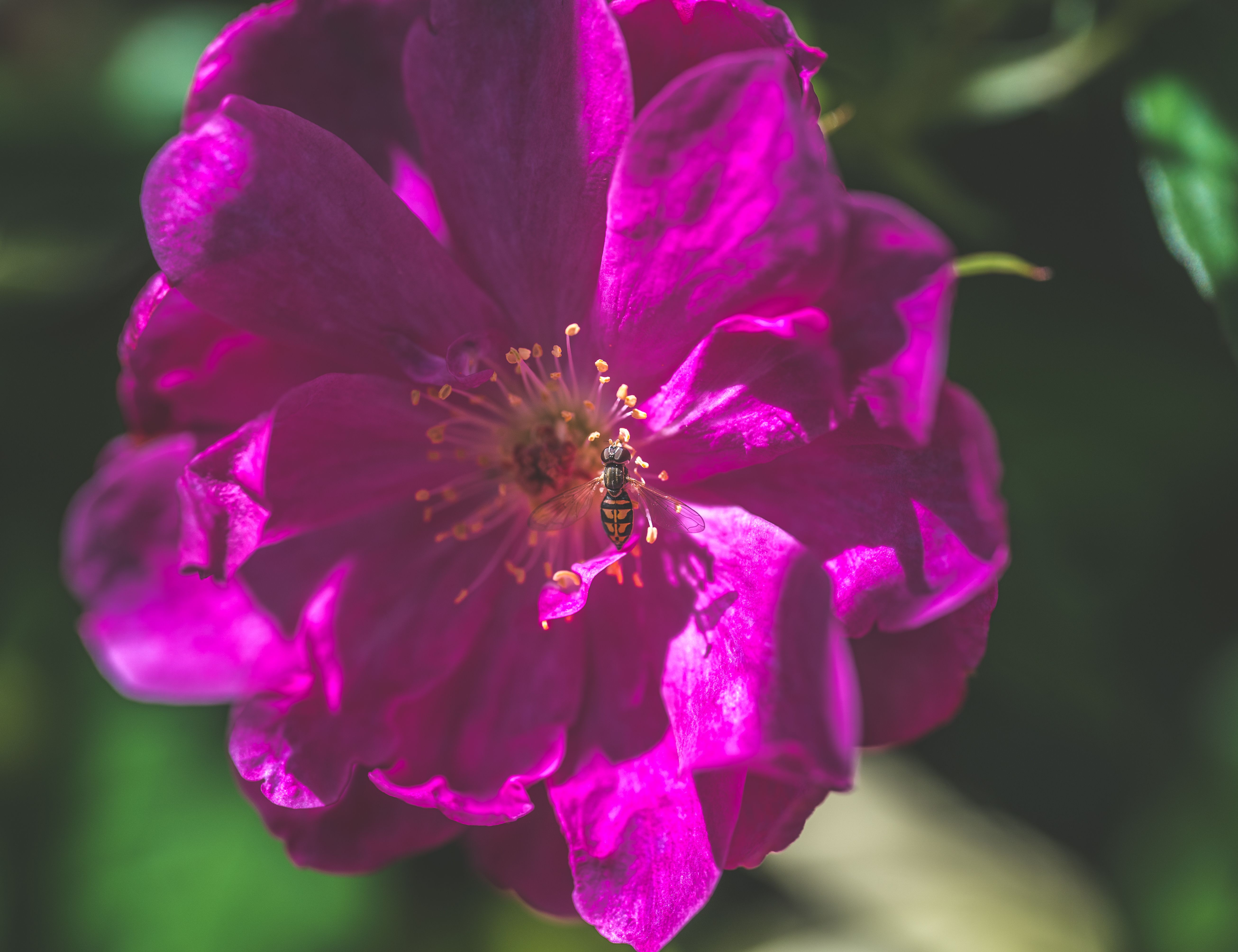 Photo of Blossoming Flower Head · Free Stock Photo
