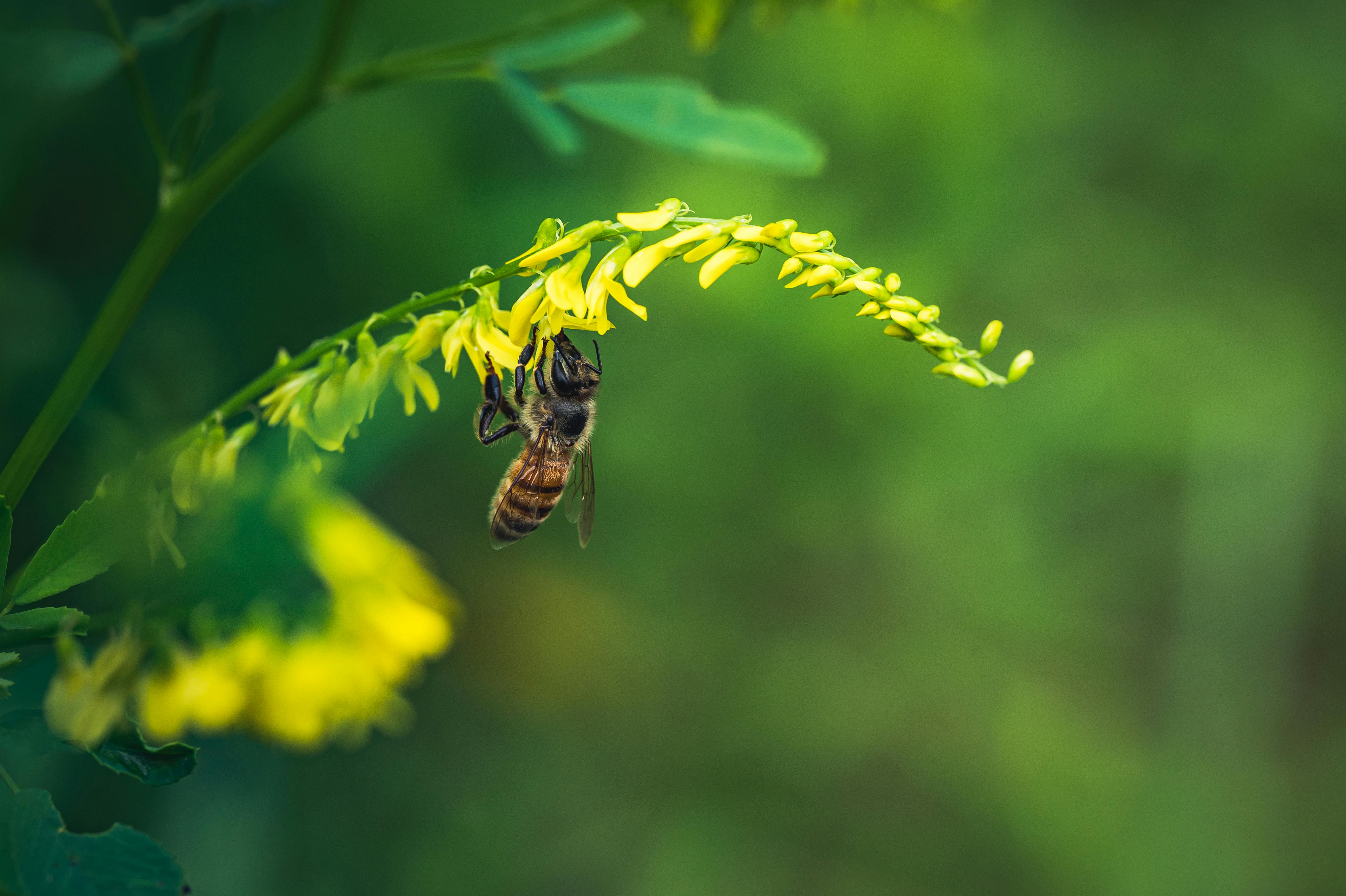 Bee Gathering Pollen · Free Stock Photo
