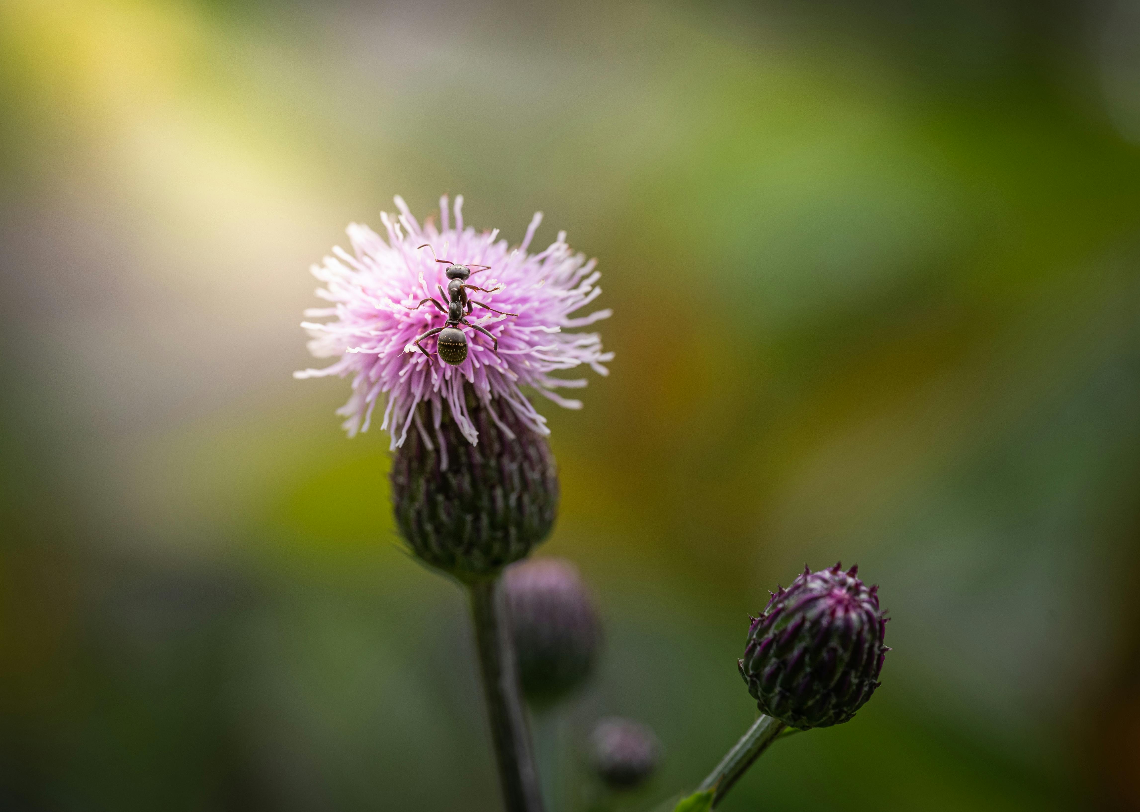 Ant on Thistle · Free Stock Photo