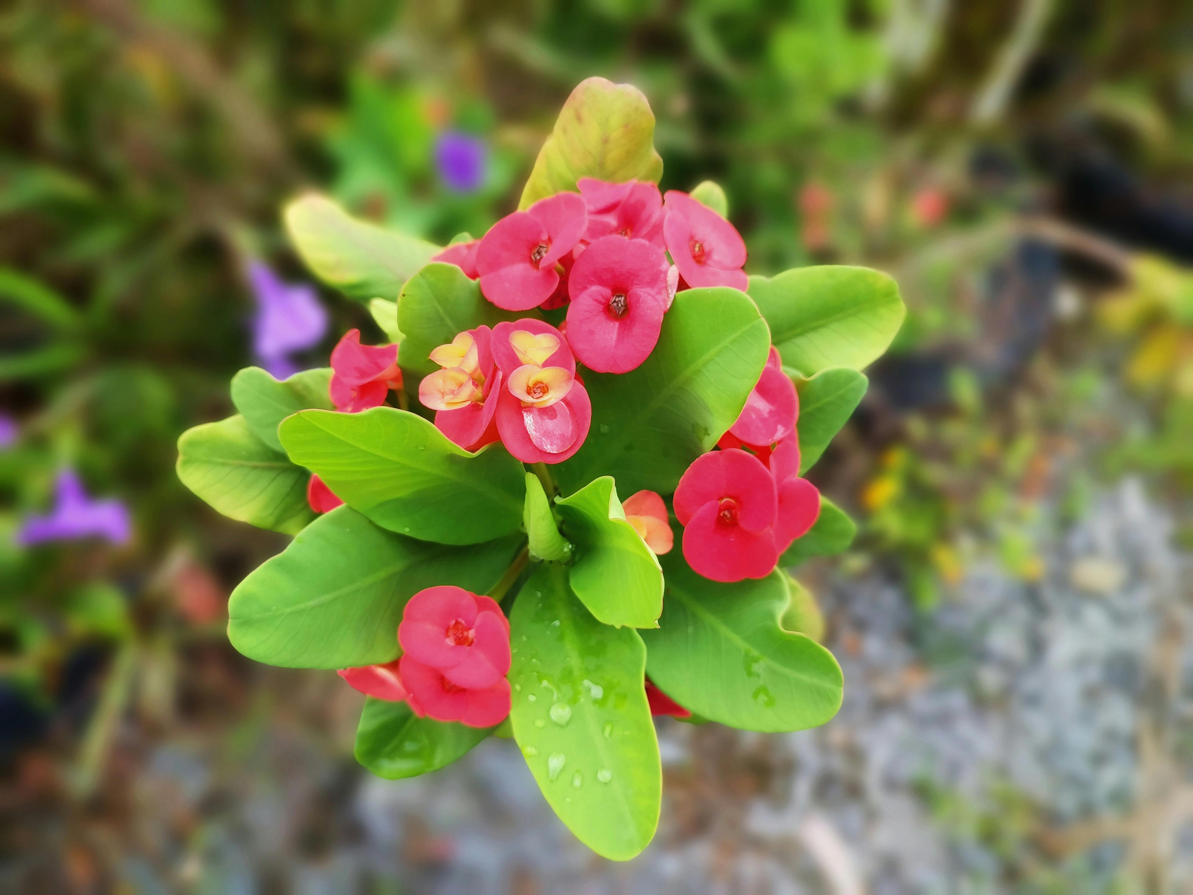 Photo of a Blossoming Flower Head · Free Stock Photo