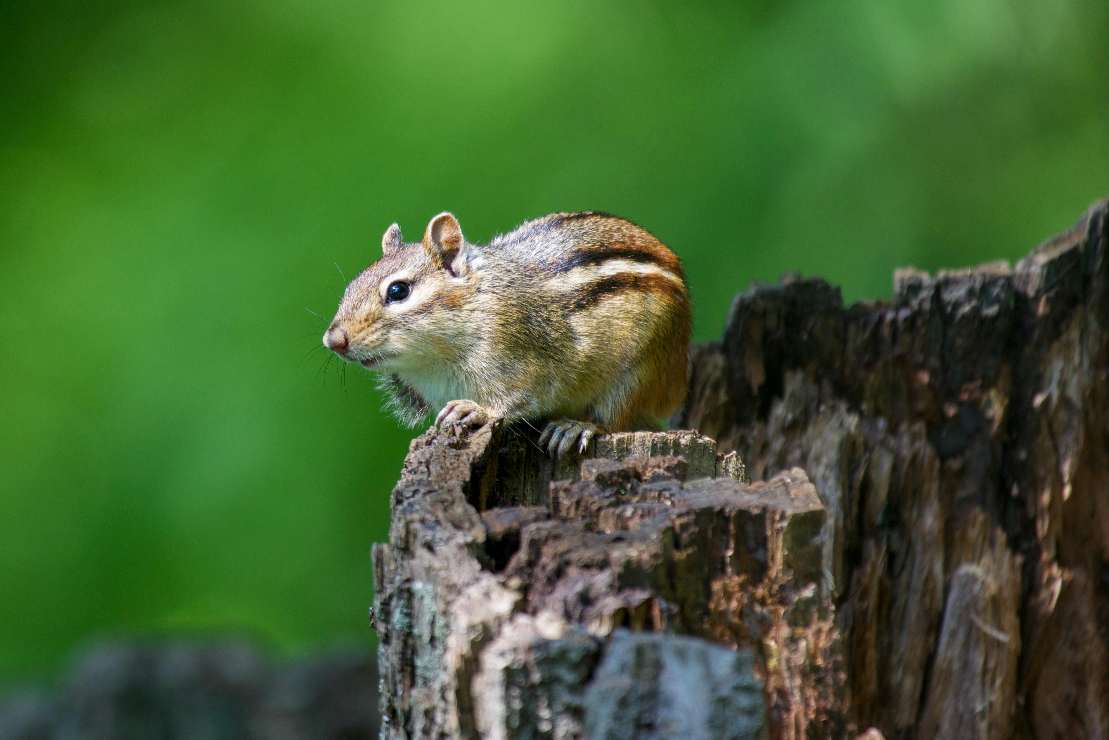 Chipmunk Profile Photos, Download The BEST Free Chipmunk Profile Stock ...