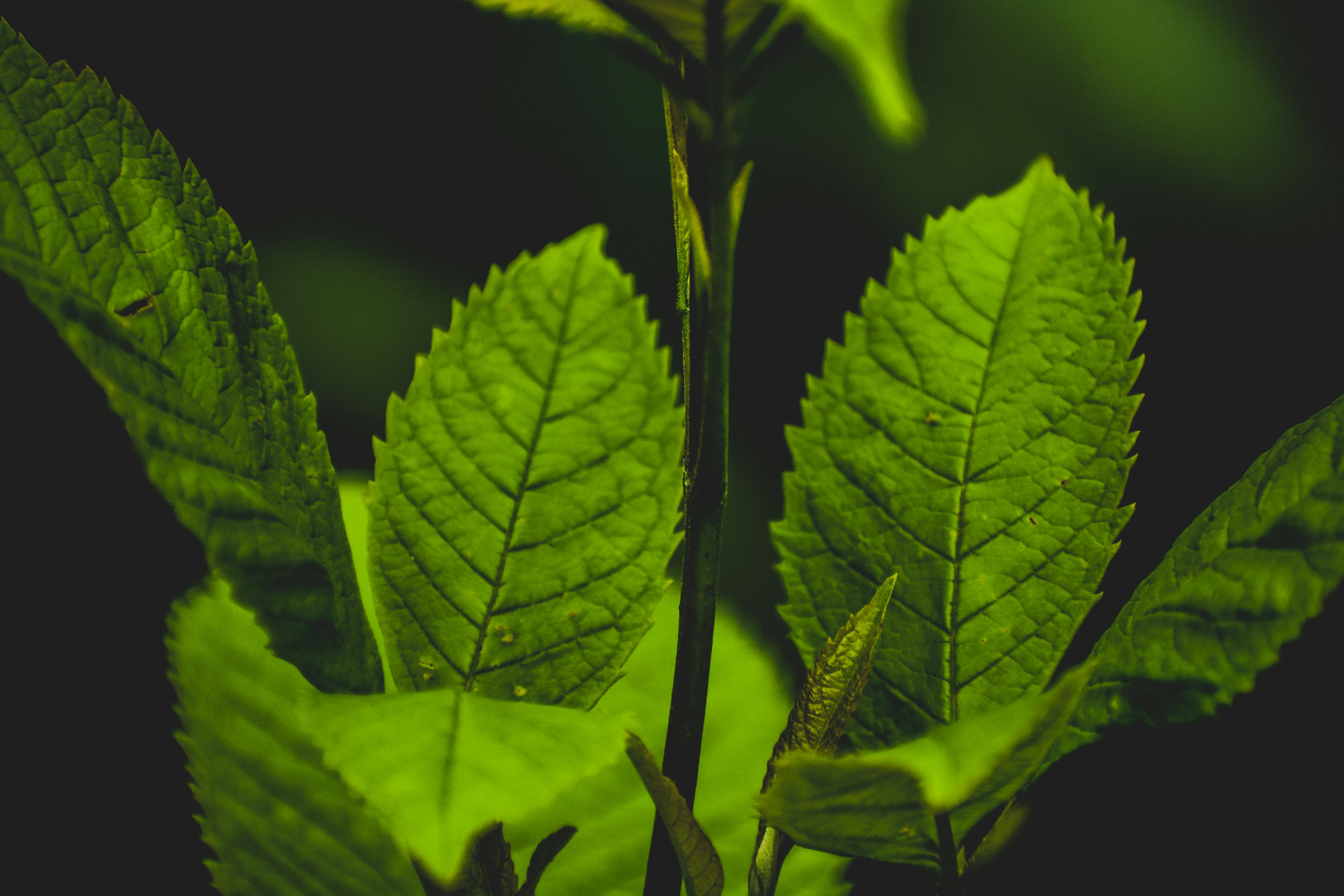 Macro Photography of Leaves · Free Stock Photo