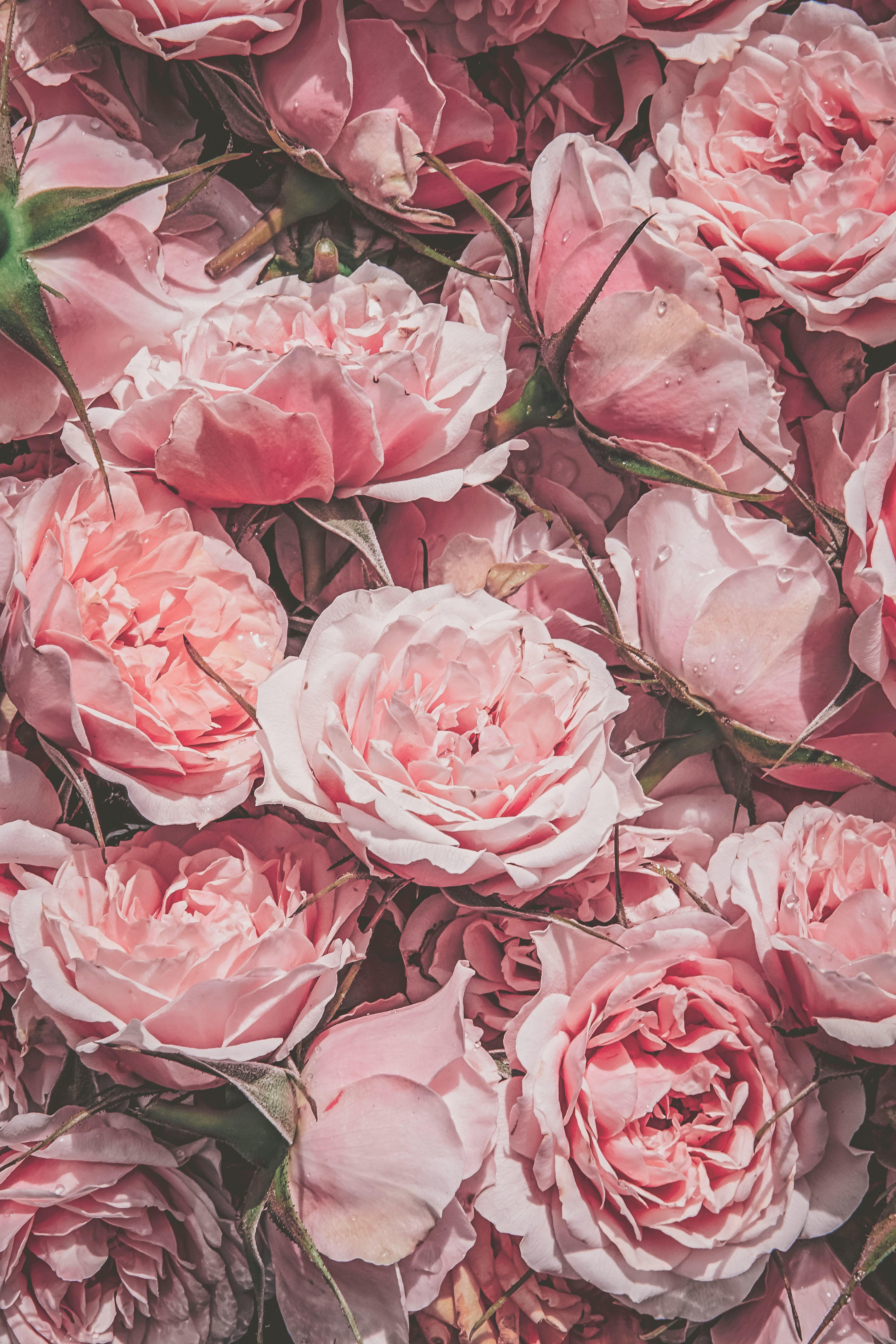 Pink Roses · Free Stock Photo