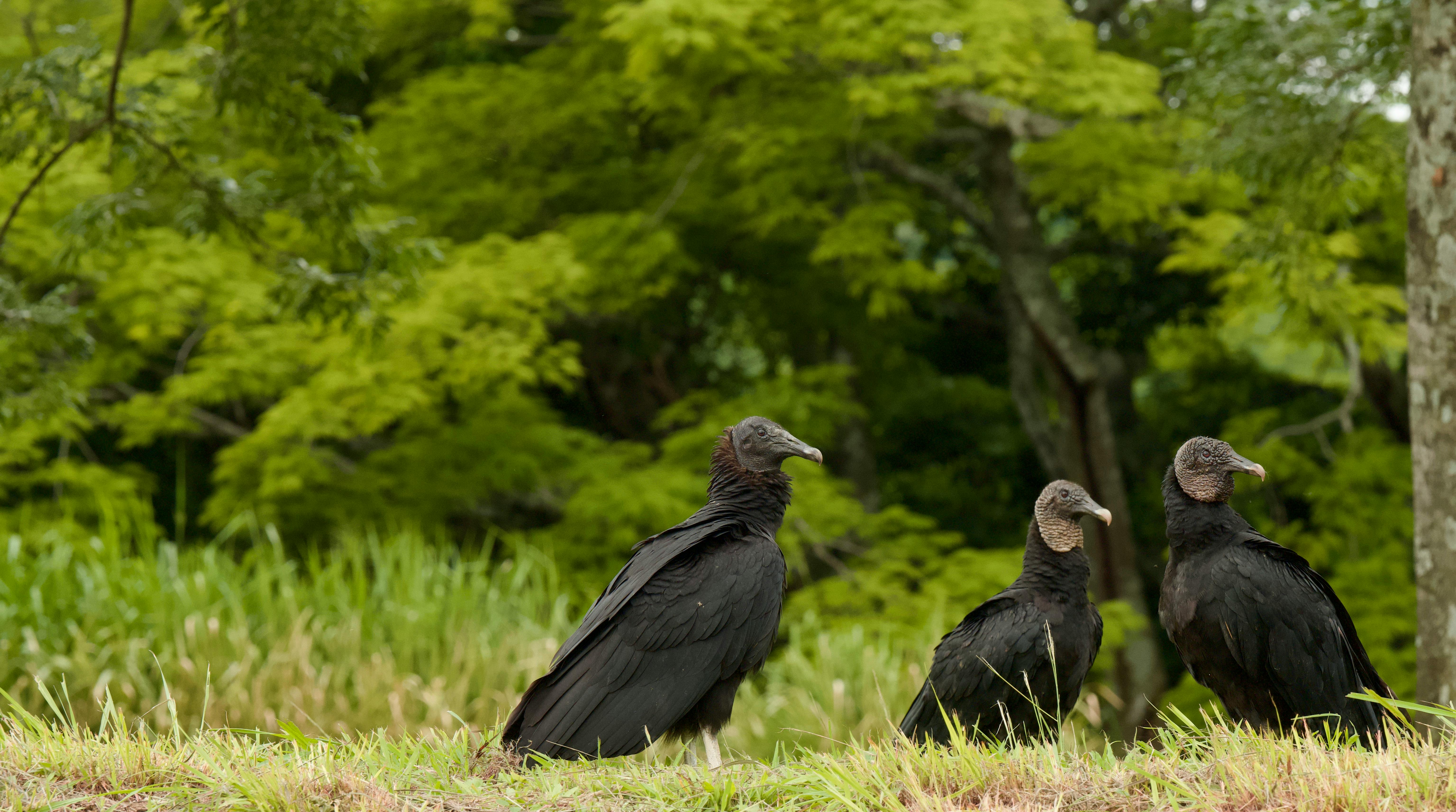 Three Vultures against Lush Foliage of Forest · Free Stock Photo