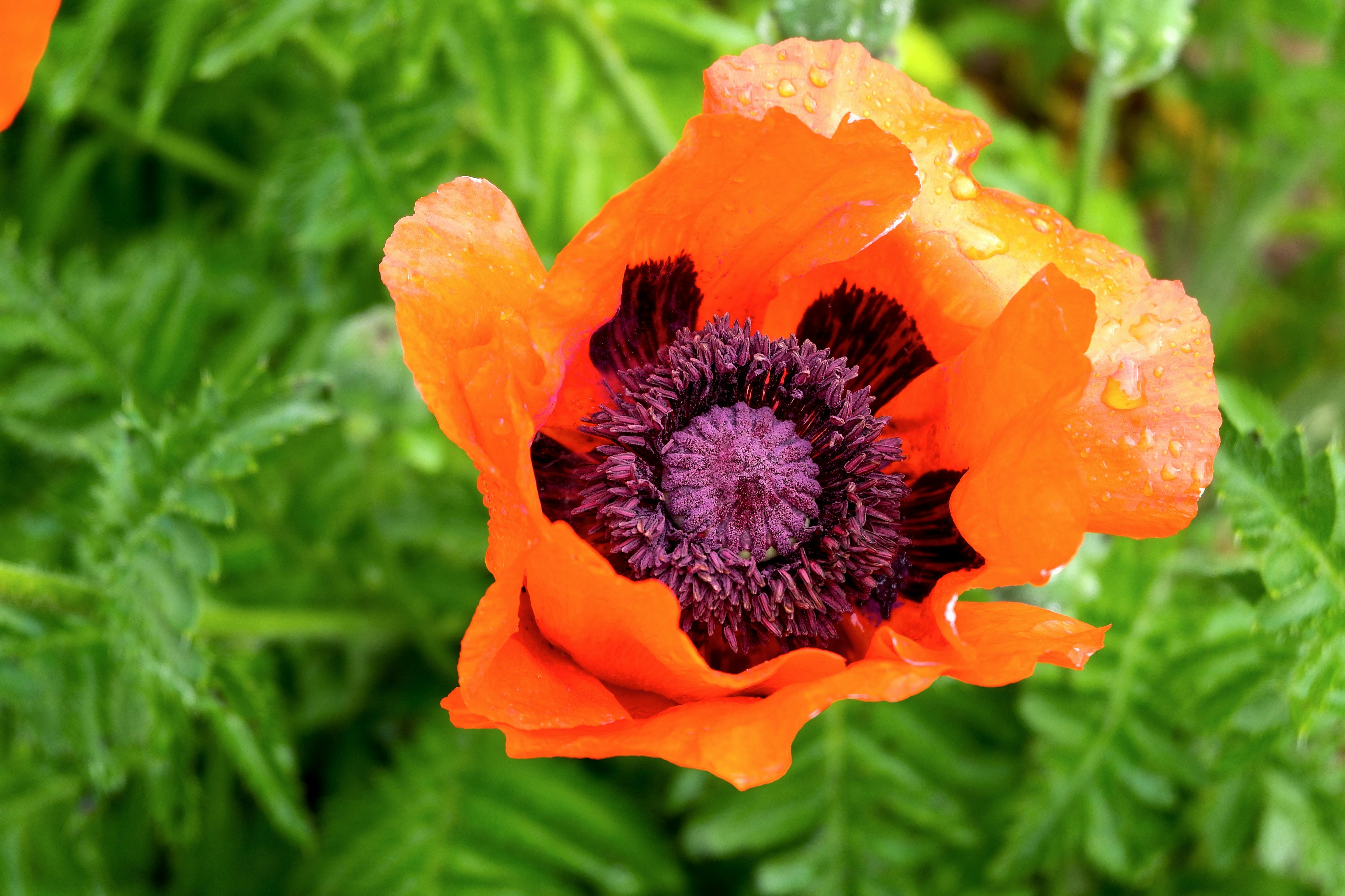 Astatic Flower Wallpaper Photos, Download Free Astatic Flower Wallpaper ...