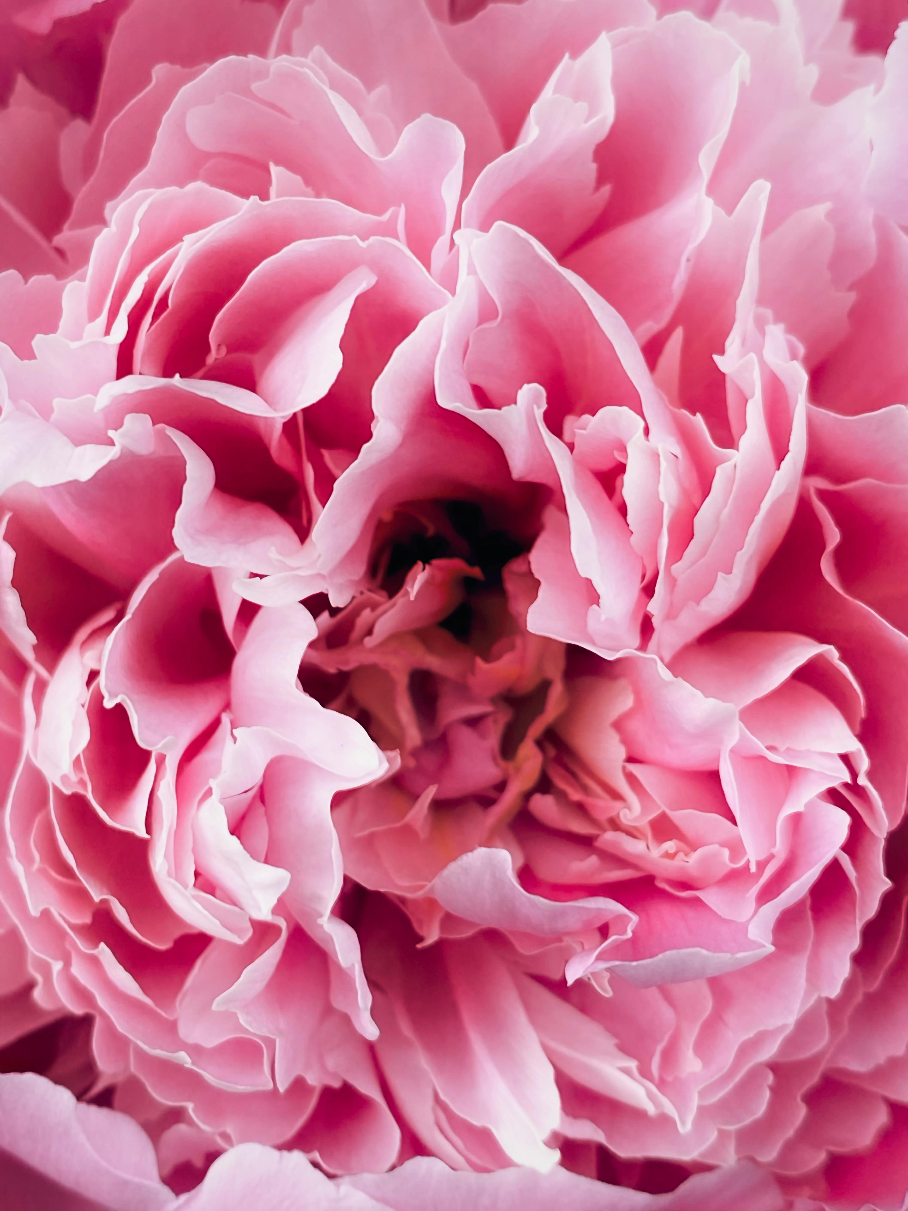 Pink Peony Flowers in Close-Up Photography · Free Stock Photo