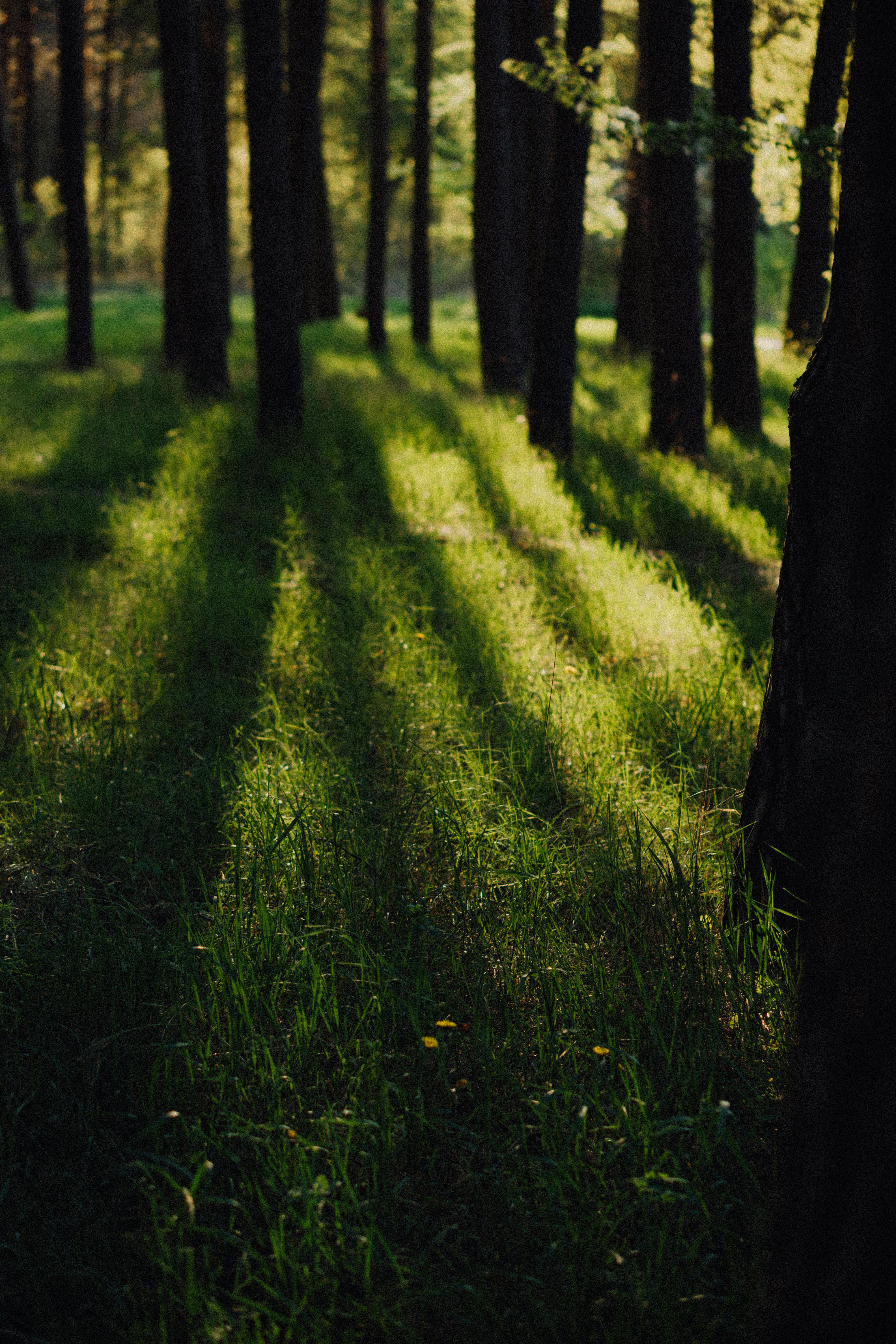 Grass and Trees in a Forest · Free Stock Photo
