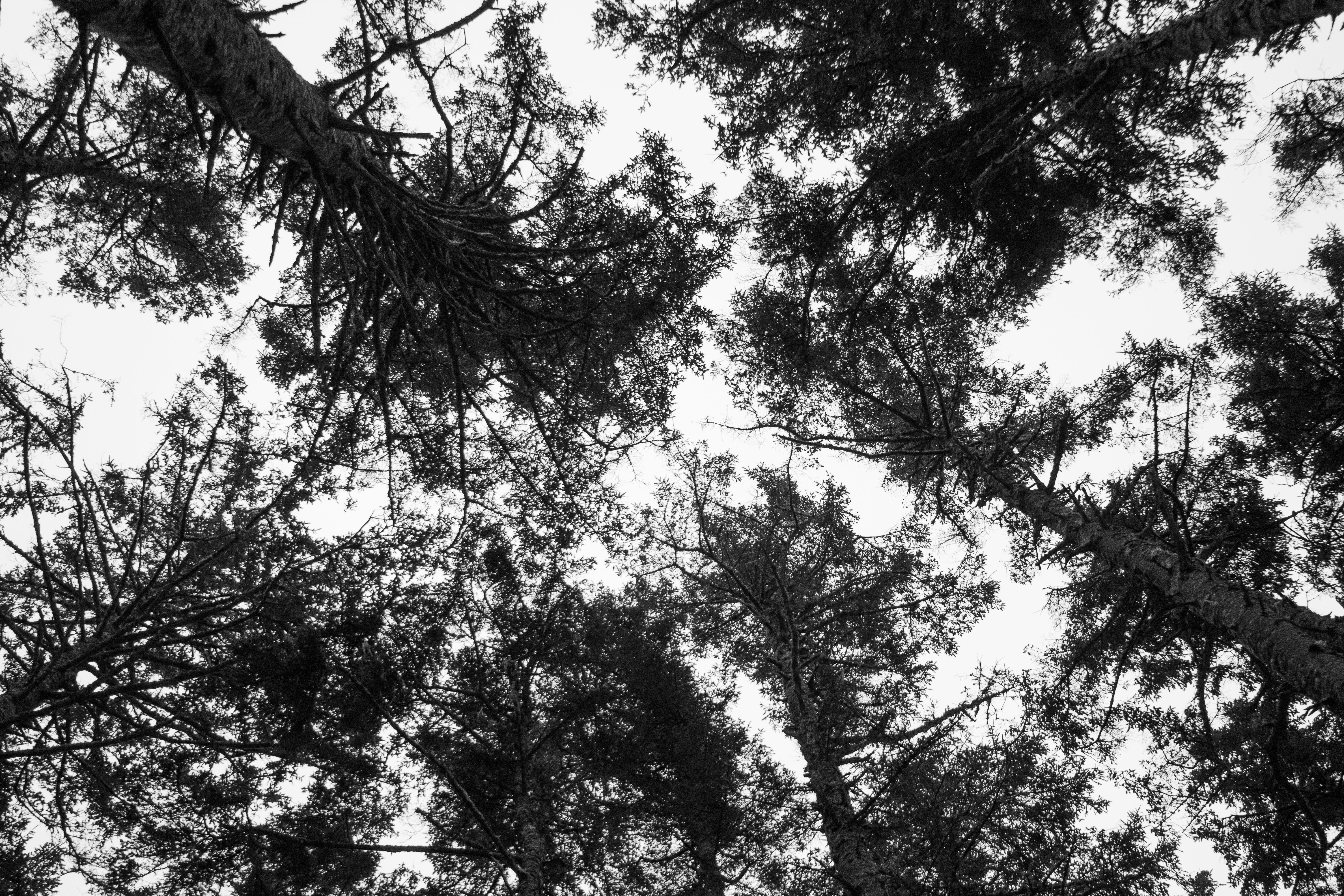 Grayscale Photo of a Tree Trunk · Free Stock Photo