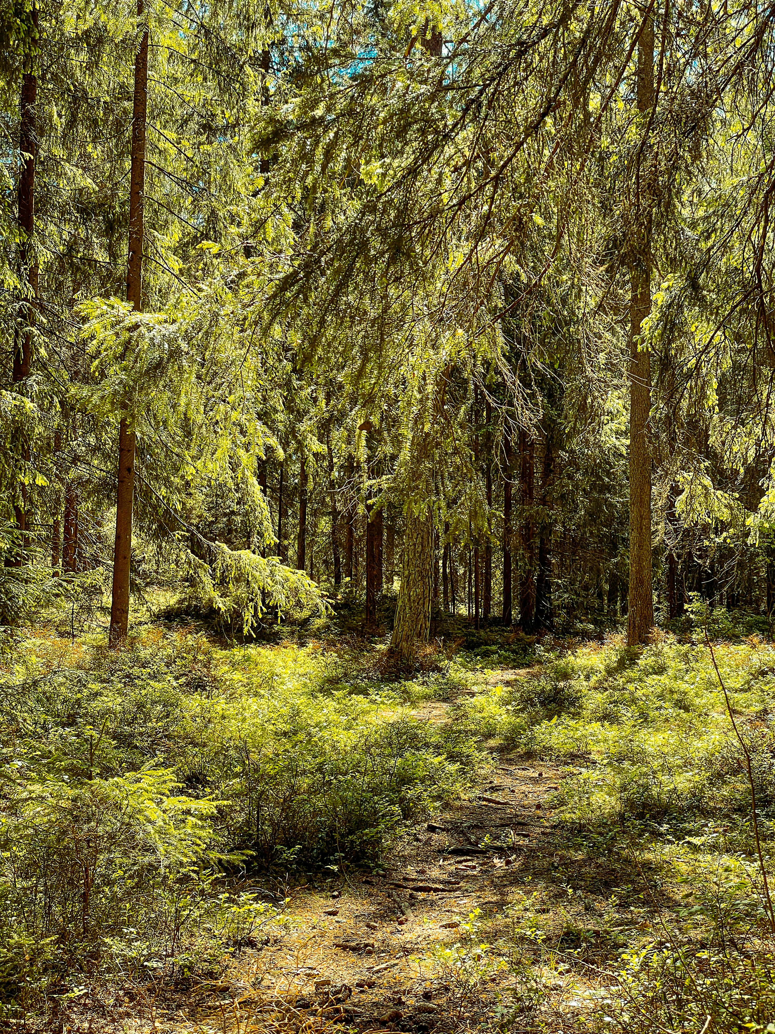 Green Trees in the Forest · Free Stock Photo