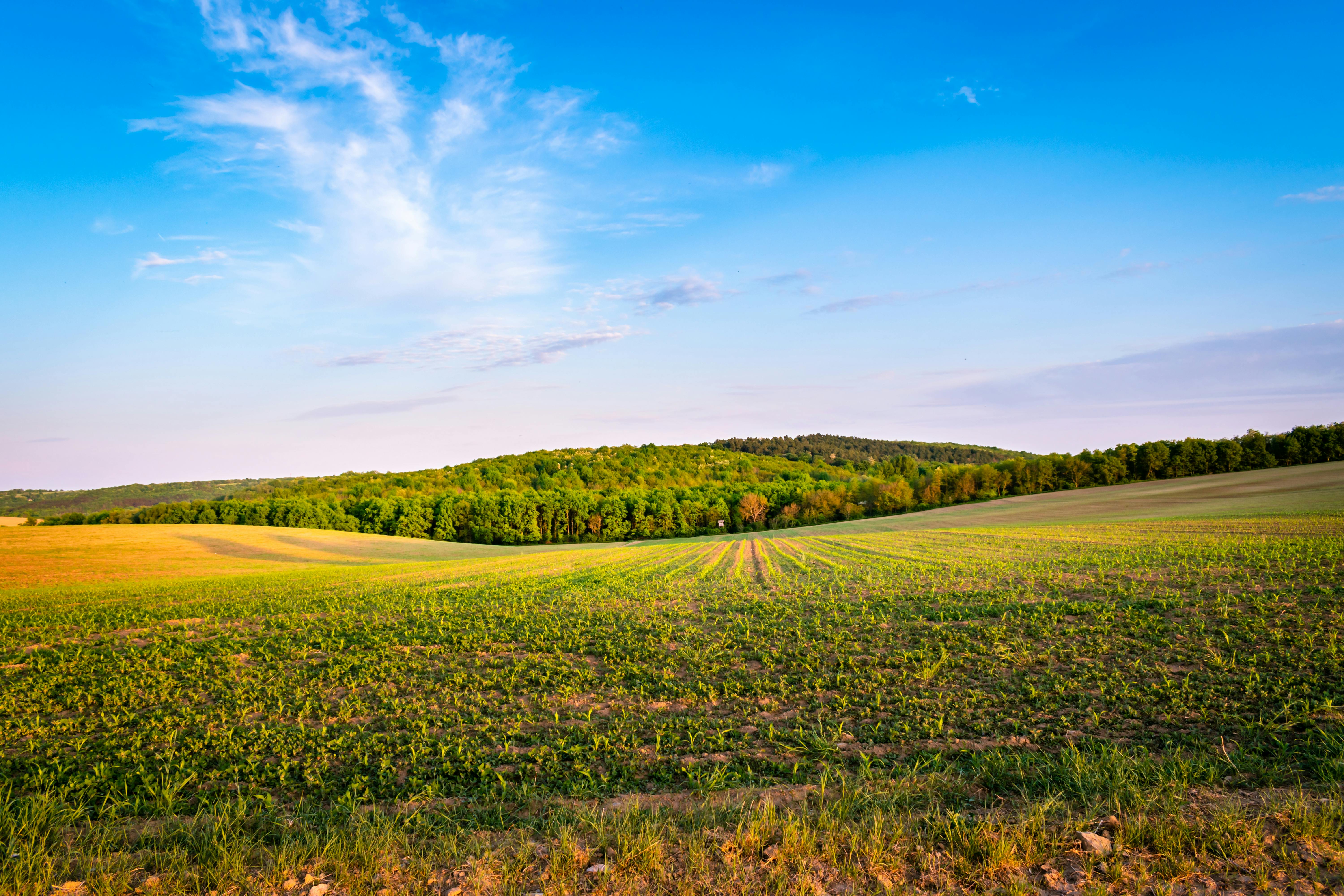 Crop Growth in the Farm Field · Free Stock Photo