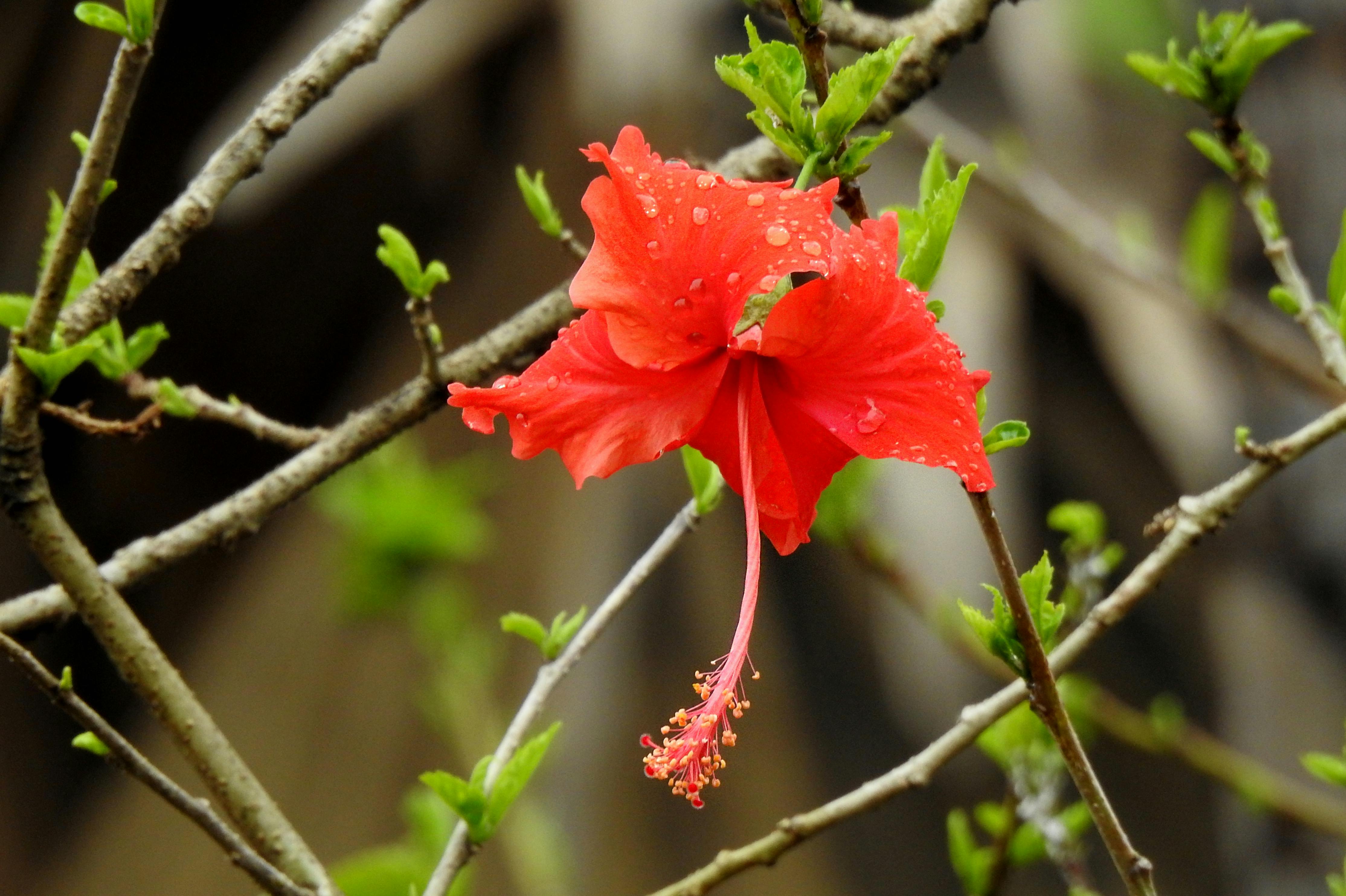 Hibiscus Flower Puerto Rican | Best Flower Site