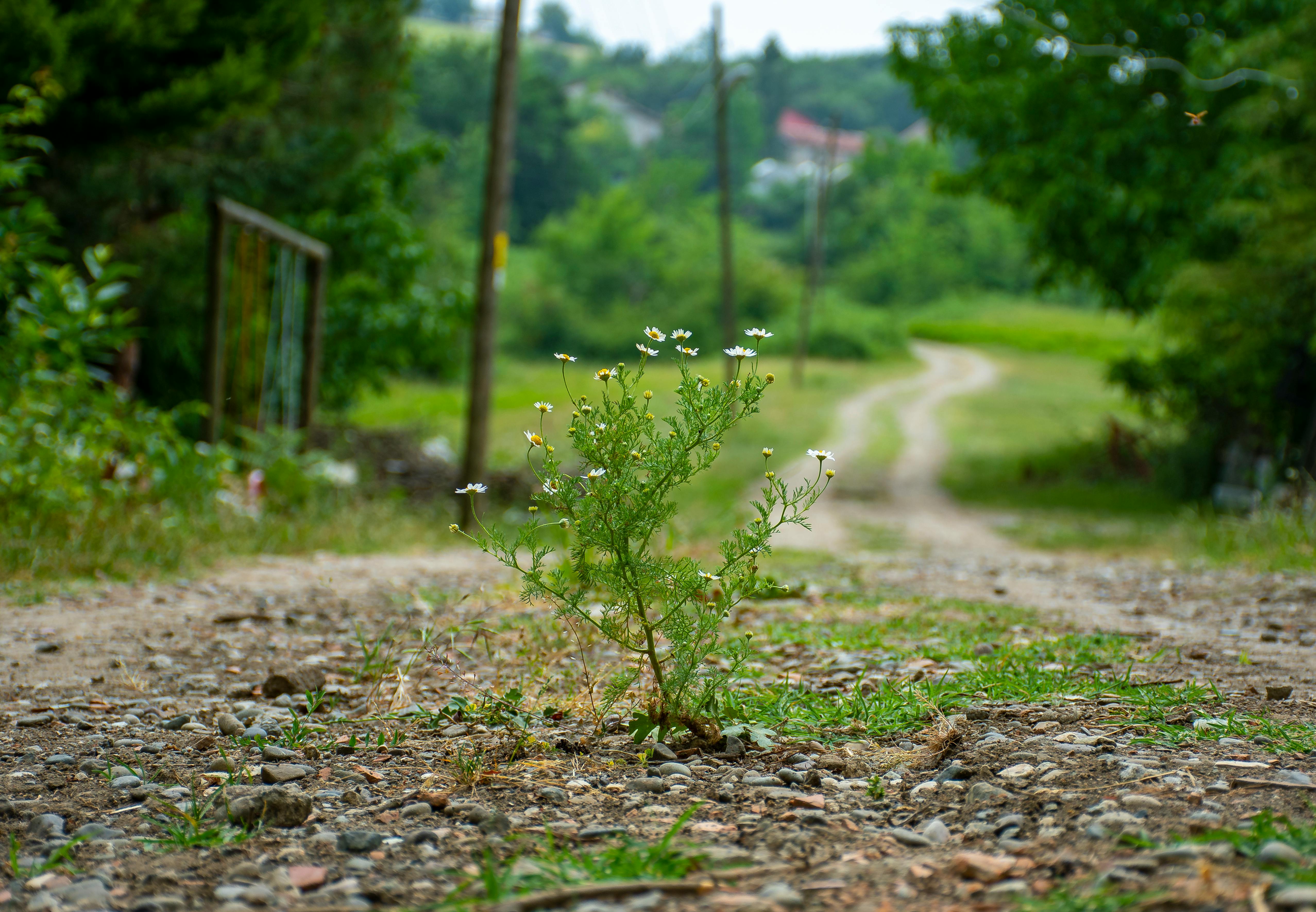 Flower on Dirt Road · Free Stock Photo