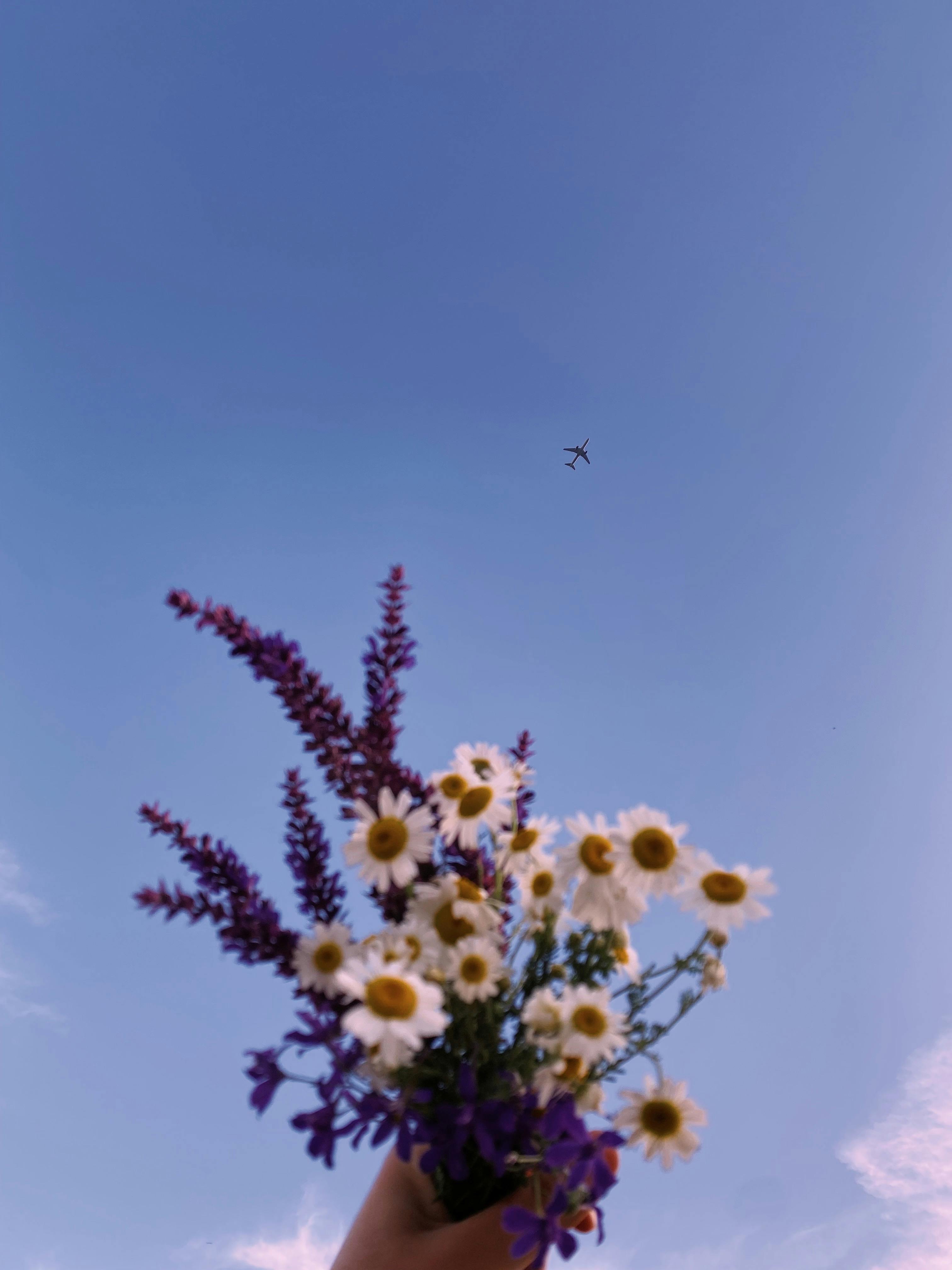 Plane Garden Photos, Download The BEST Free Plane Garden Stock Photos ...