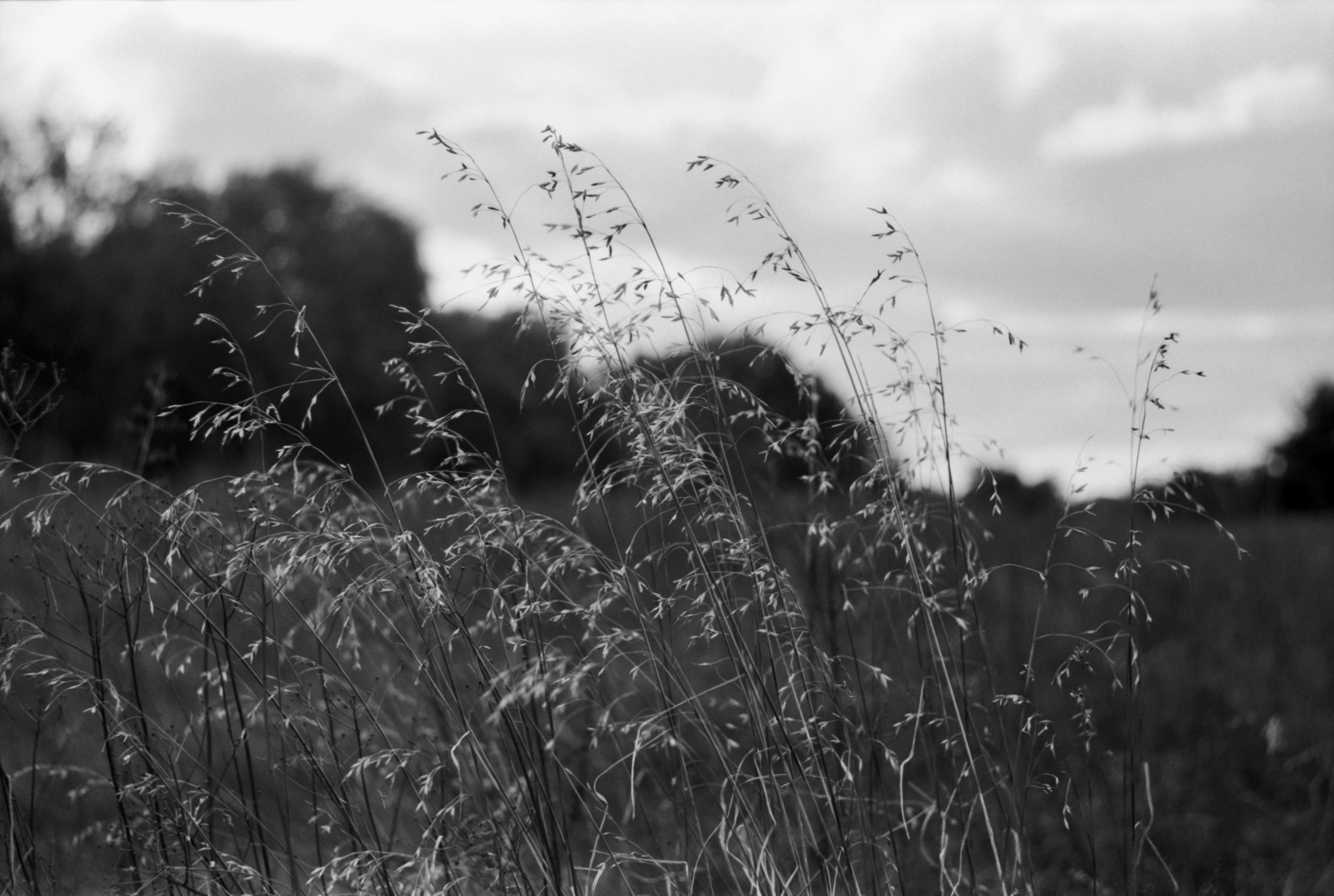 Grayscale Photo of Grass Field · Free Stock Photo