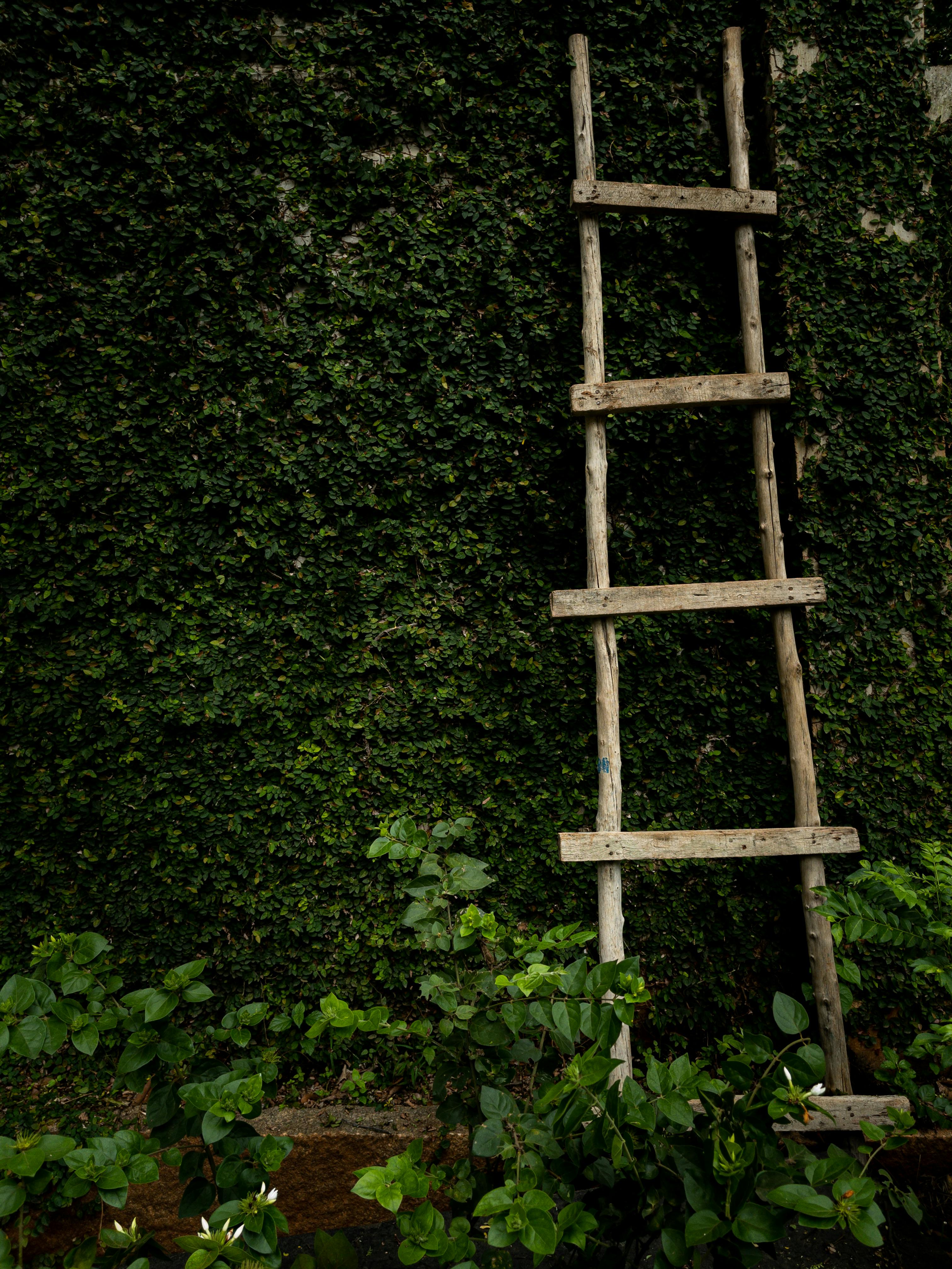 Ladder On Wall Photos, Download The BEST Free Ladder On Wall Stock ...